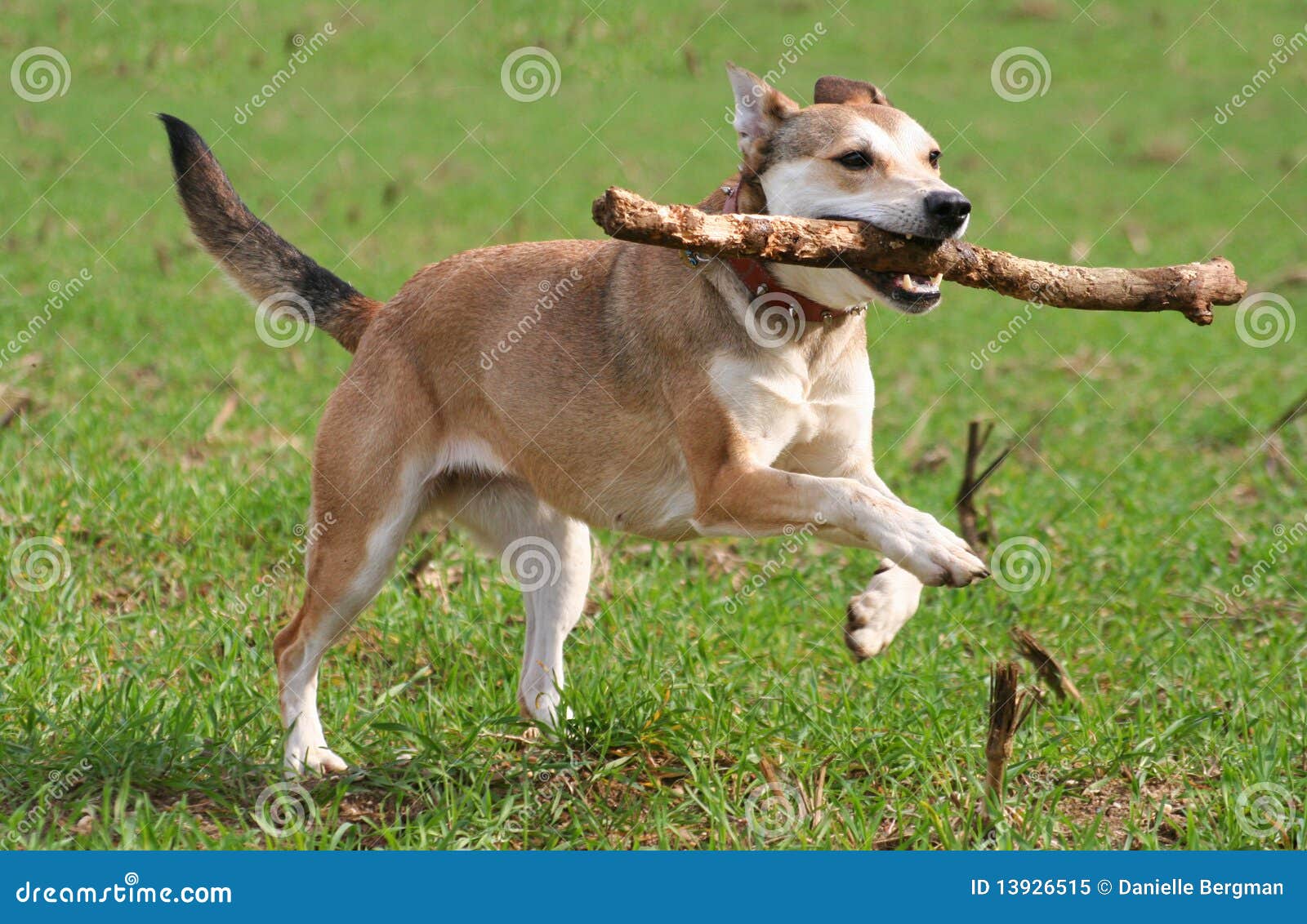 Perro de pastor corriente imagen de archivo. Imagen de lindo - 13926515