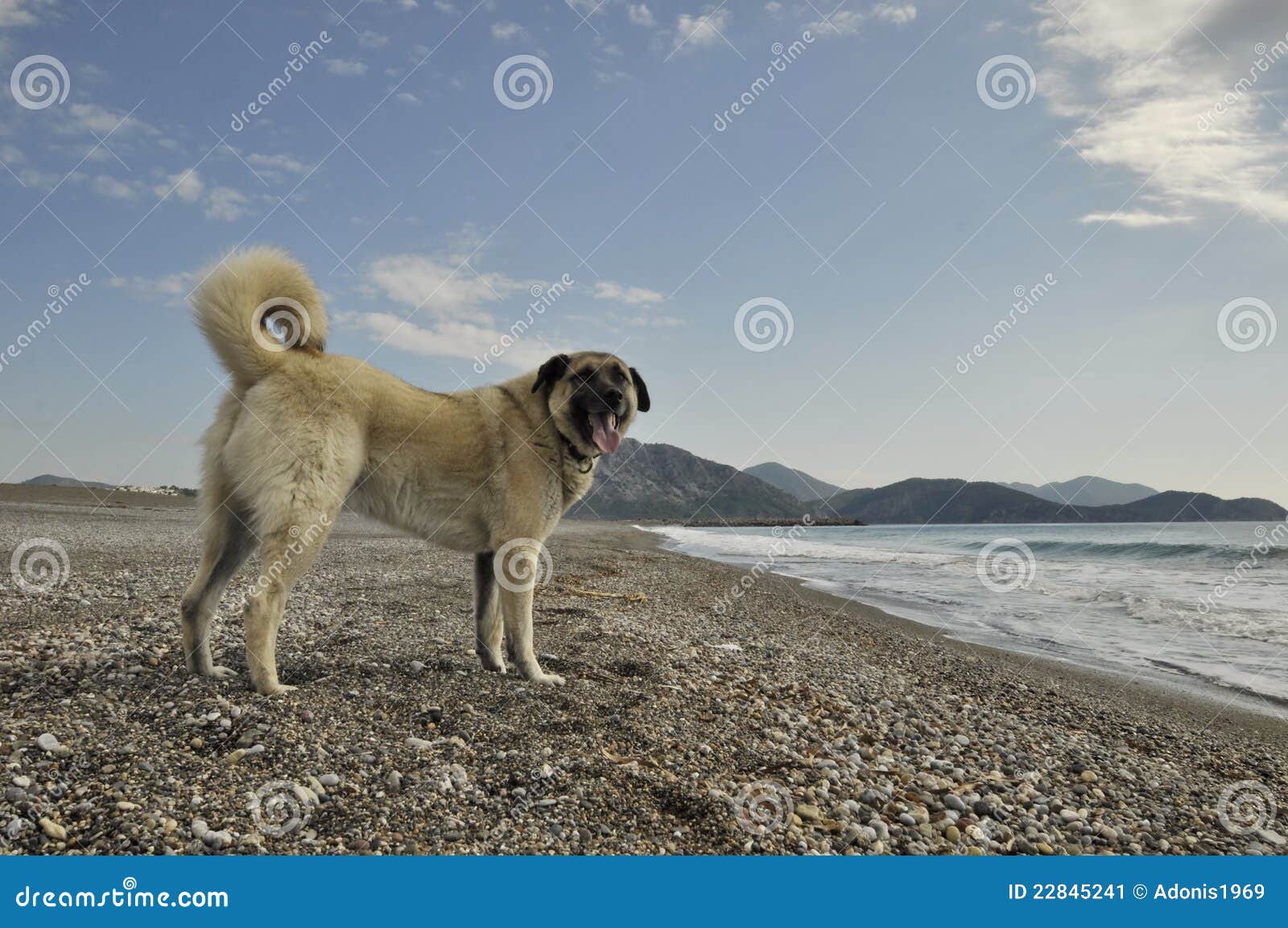 Perro De Pastor De Anatolia Imagen de archivo - Imagen de turco, agua ...