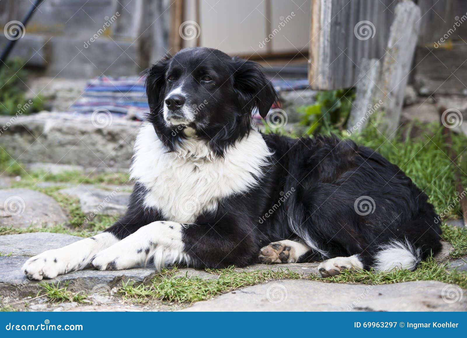 Perro De Pastor Manchado Blanco Y Negro Imagen de archivo - Imagen de ...
