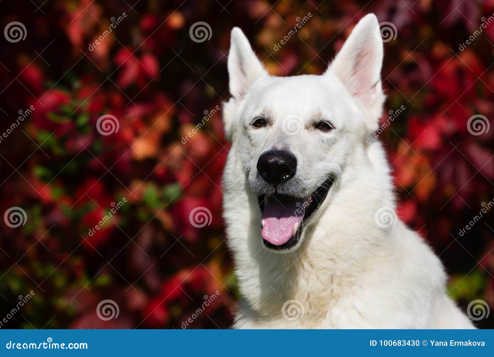 Perro De Pastor Suizo Blanco Foto de archivo - Imagen de amigo, perrera ...