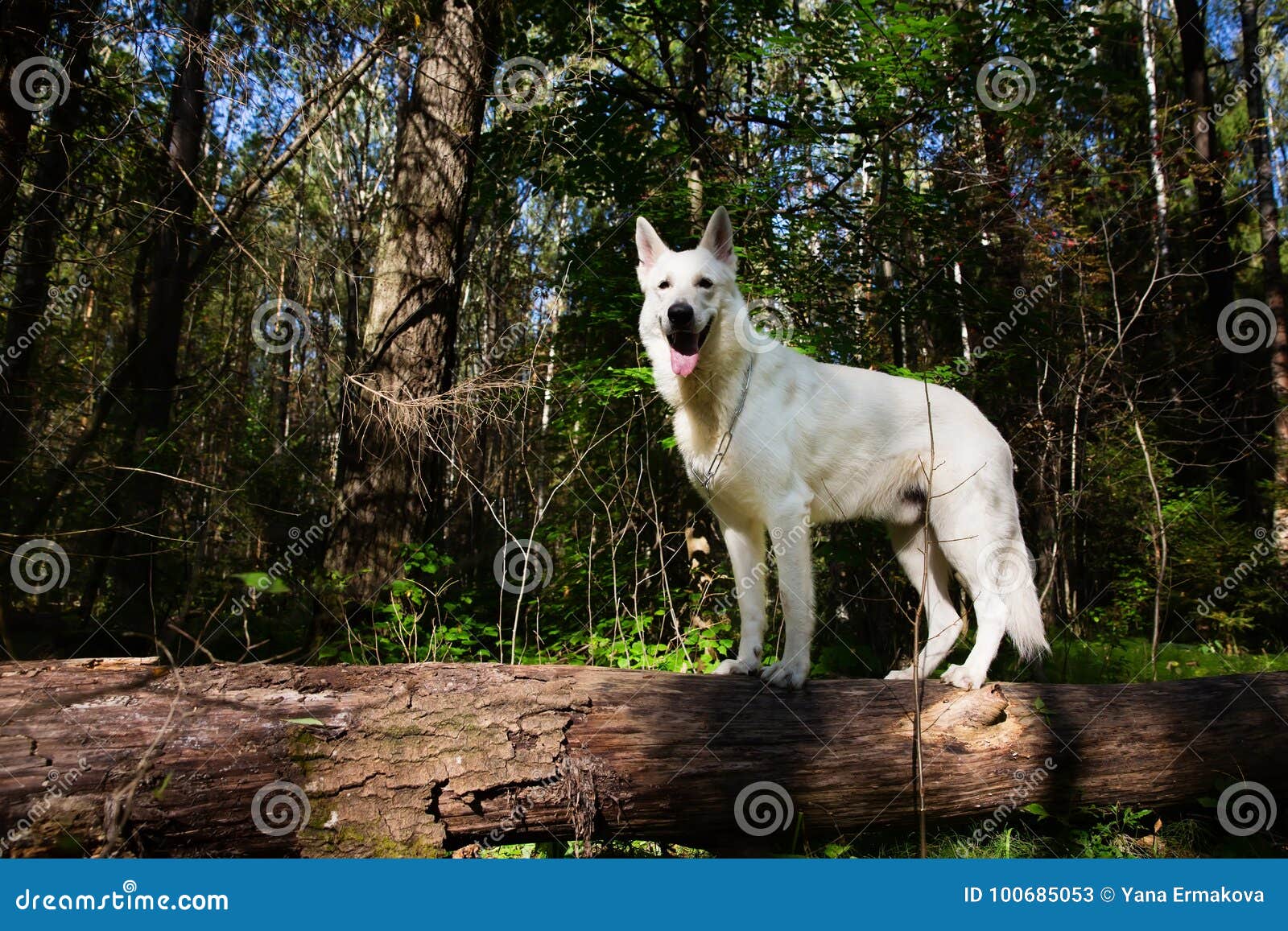 Perro De Pastor Suizo Blanco Imagen de archivo - Imagen de bozal, salto ...