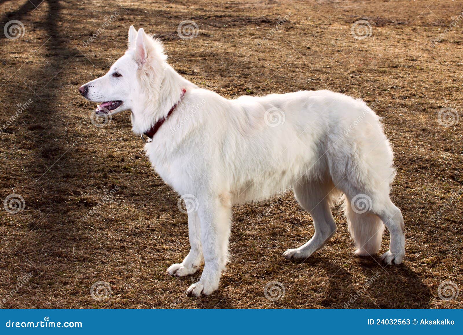 Perro De Pastor Suizo Que Permanece En Una Tierra Imagen de archivo ...