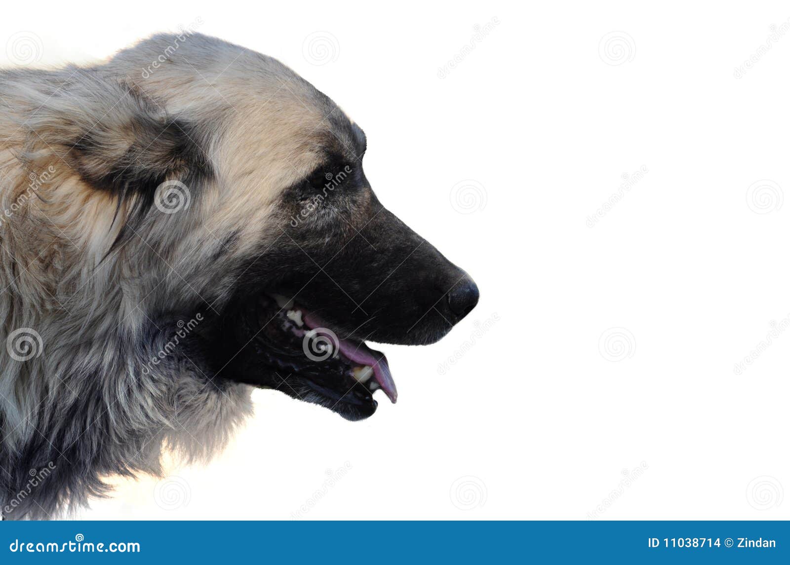 Perro de pastor turco foto de archivo. Imagen de perro - 11038714