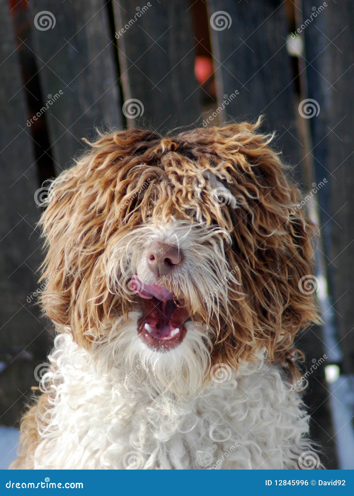 angustia Hizo un contrato Serena perro pelo largo rizado Entretener ...