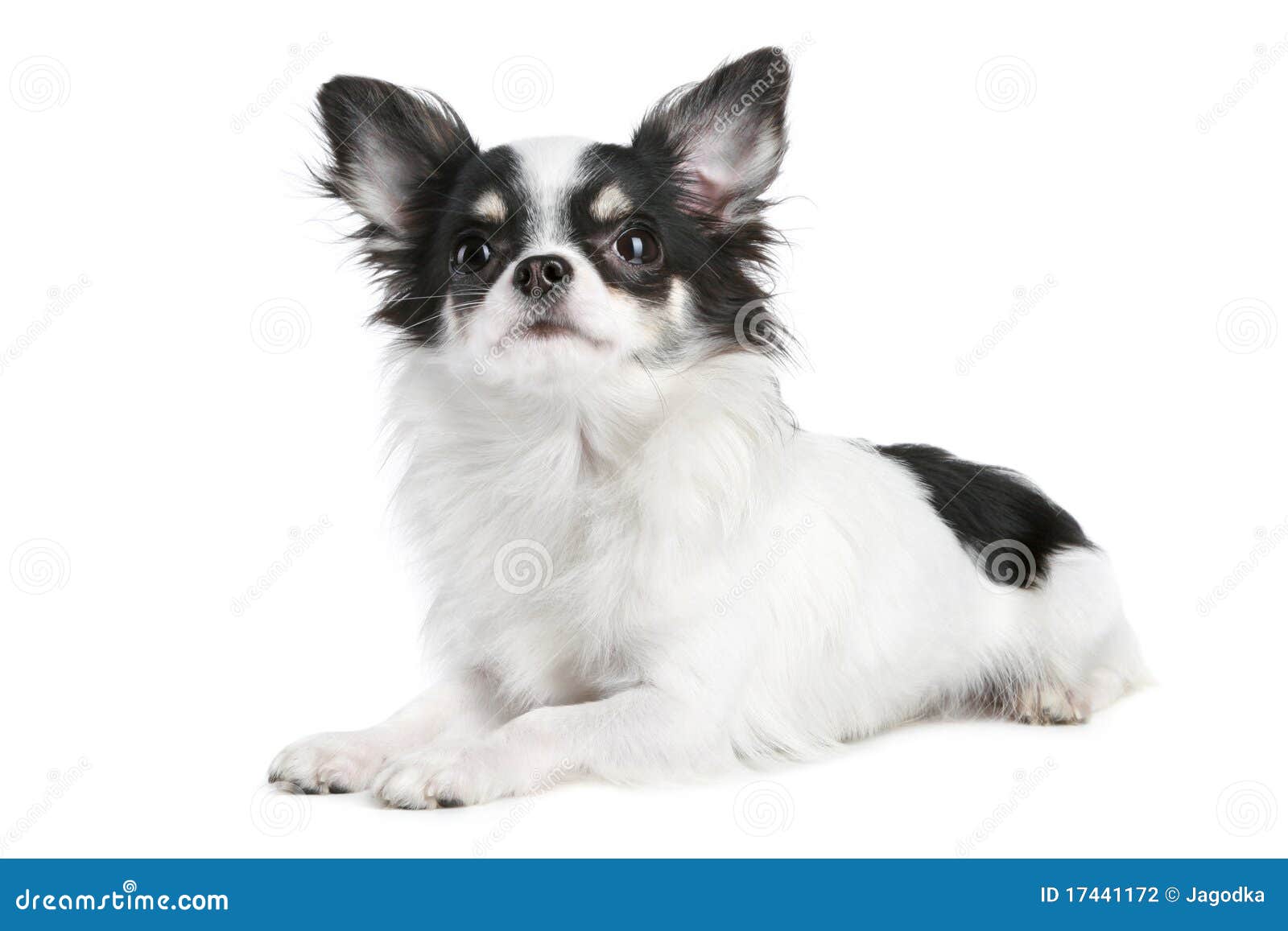 Perro De Pelo Largo De La Chihuahua Foto de archivo - Imagen de joven ...