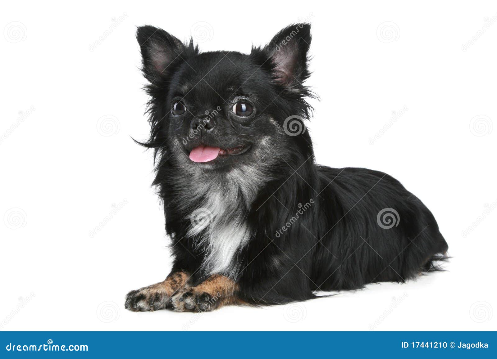 Perro De Pelo Largo De La Chihuahua Foto de archivo - Imagen: 17441210