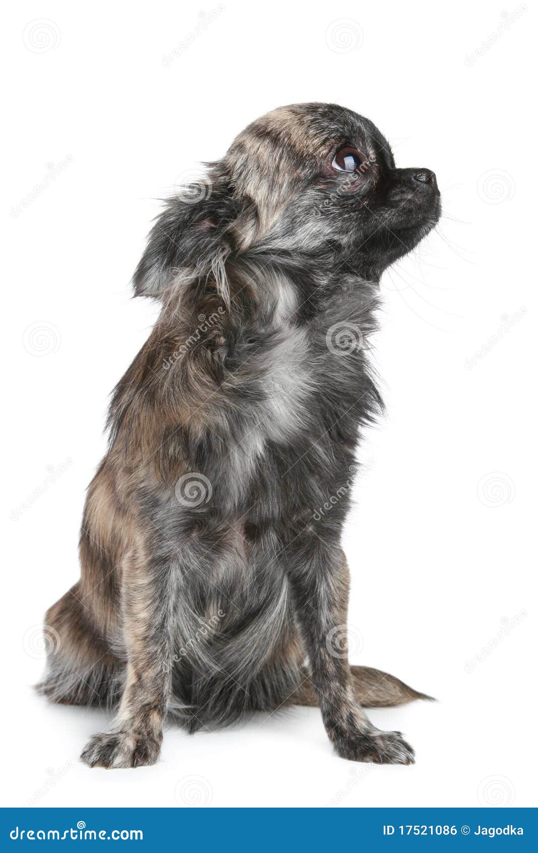 Perro De Pelo Largo De La Chihuahua Foto de archivo - Imagen de mascota ...