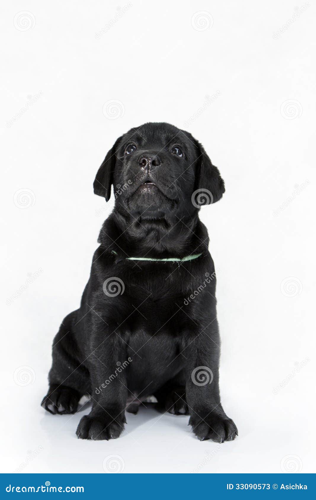 Perro De Perrito Blanco Del Labrador Retriever Imagen de archivo ...