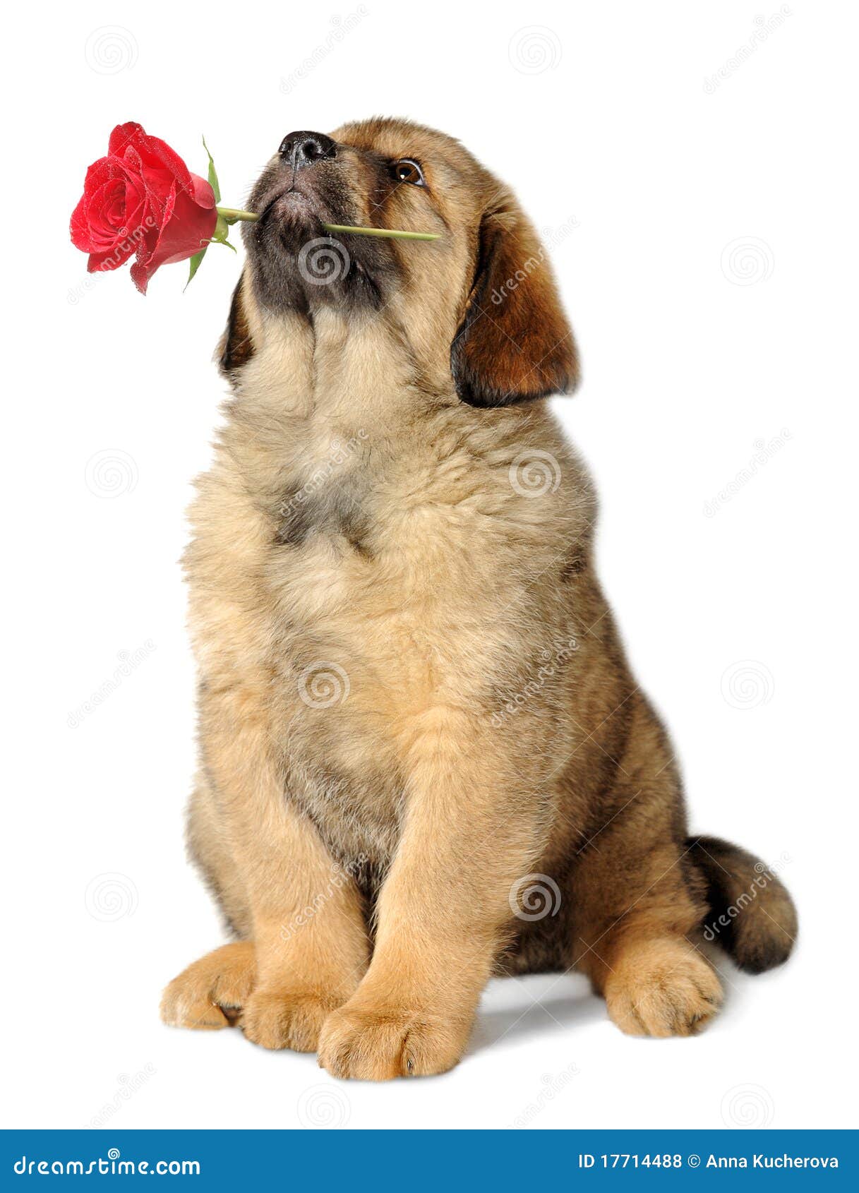 Perro De Perrito Con La Flor Foto de archivo - Imagen de enhorabuena ...