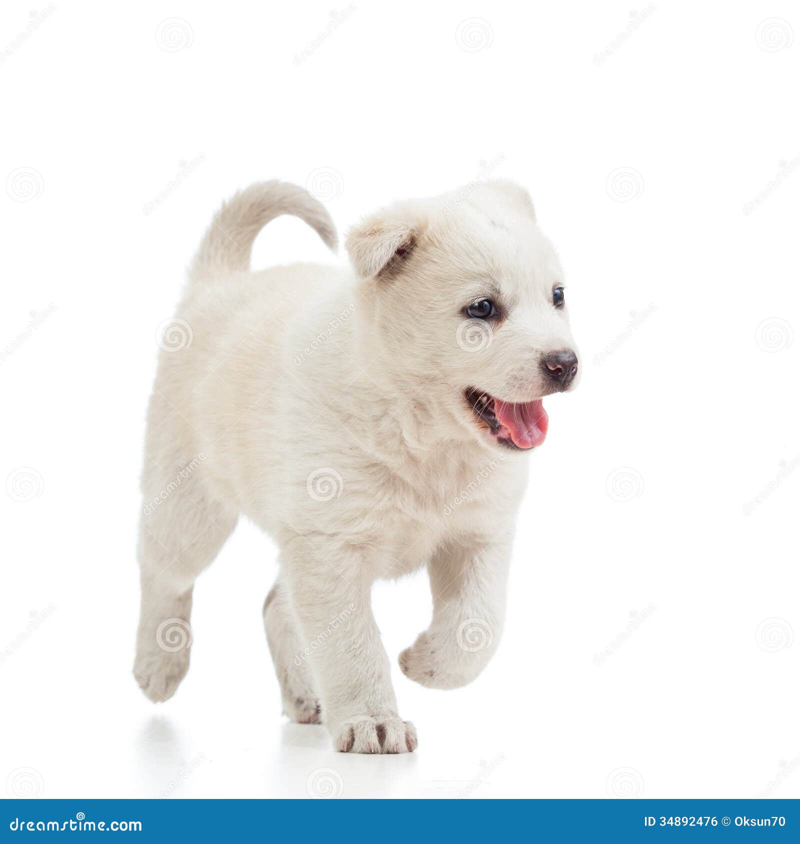 Perro de perrito corriente foto de archivo. Imagen de primer - 34892476