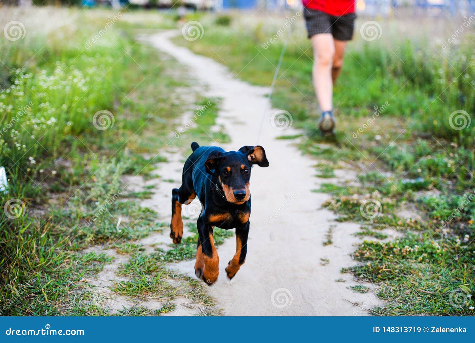 Perro De Perrito Corriente Joven Del Doberman Imagen de archivo ...