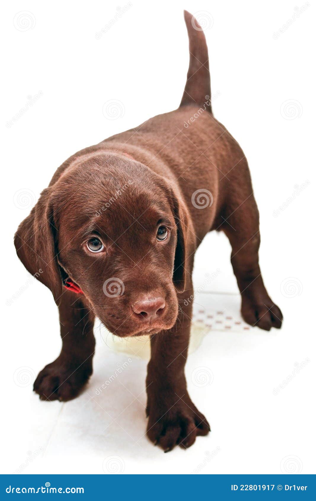 Perro de perrito culpable imagen de archivo. Imagen de mirada - 22801917