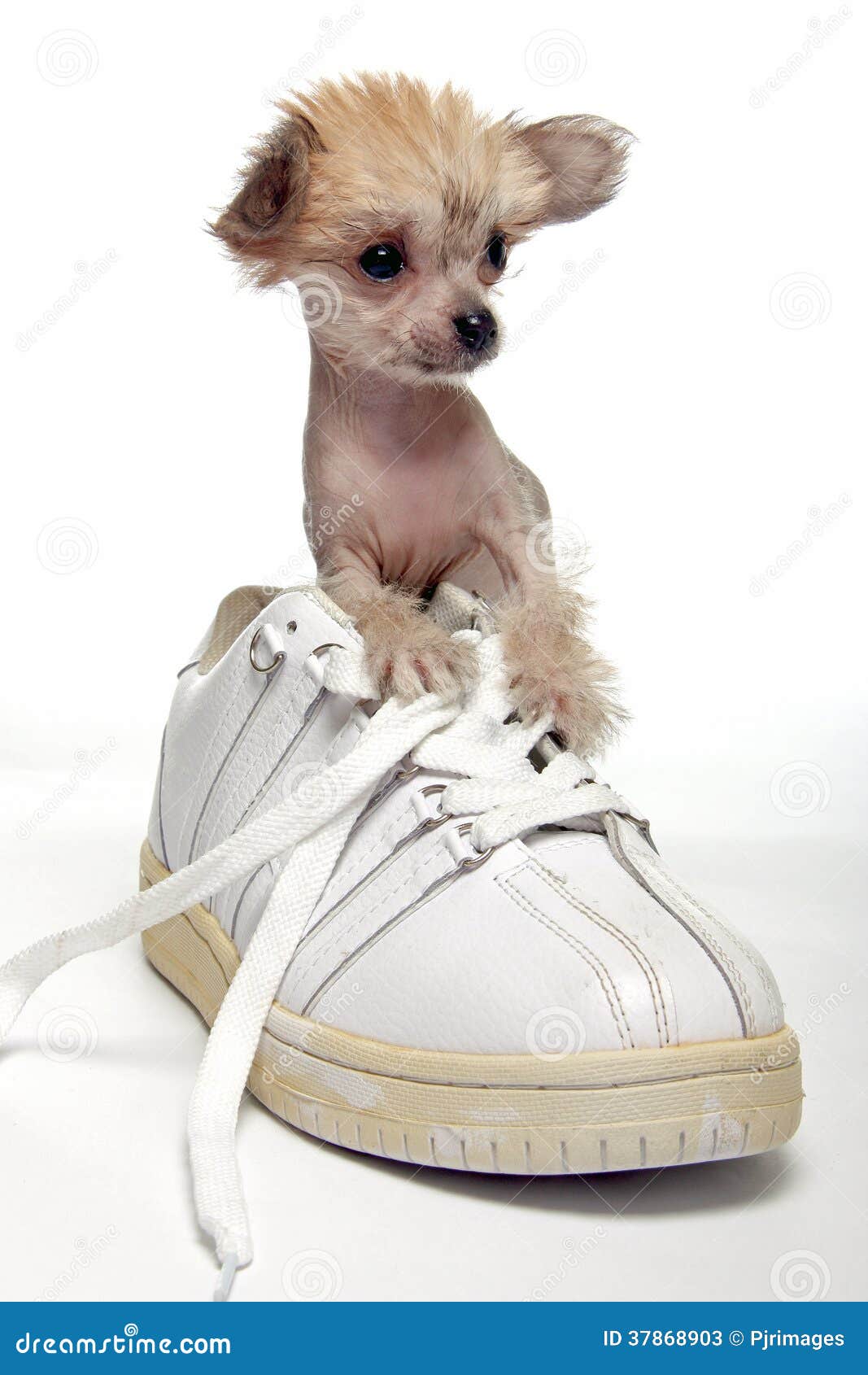 Perro De Perrito De ChiChini Imagen de archivo - Imagen de chino ...