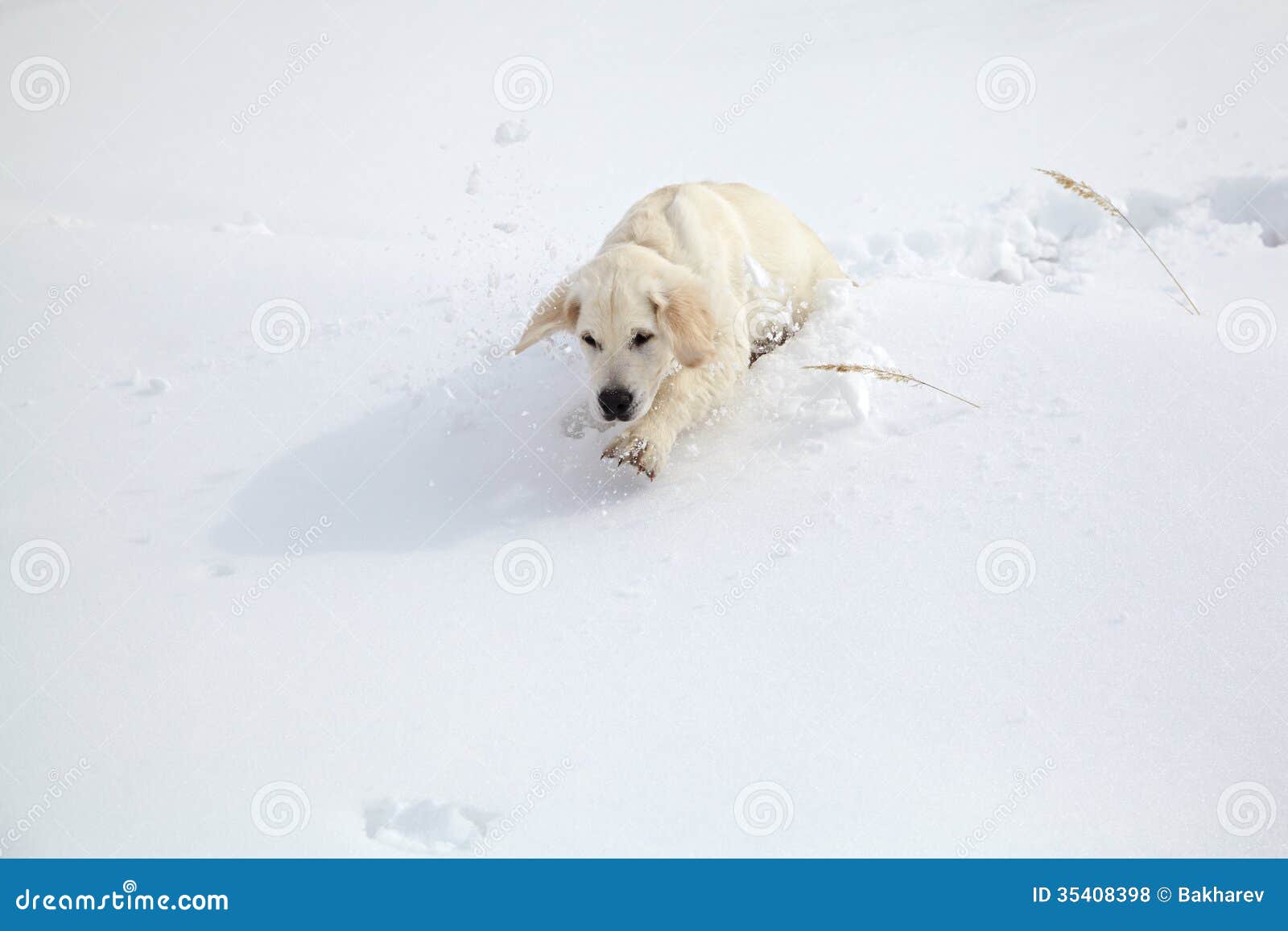 Perro De Perrito Del Labrador Retriever Del Invierno Foto de archivo ...