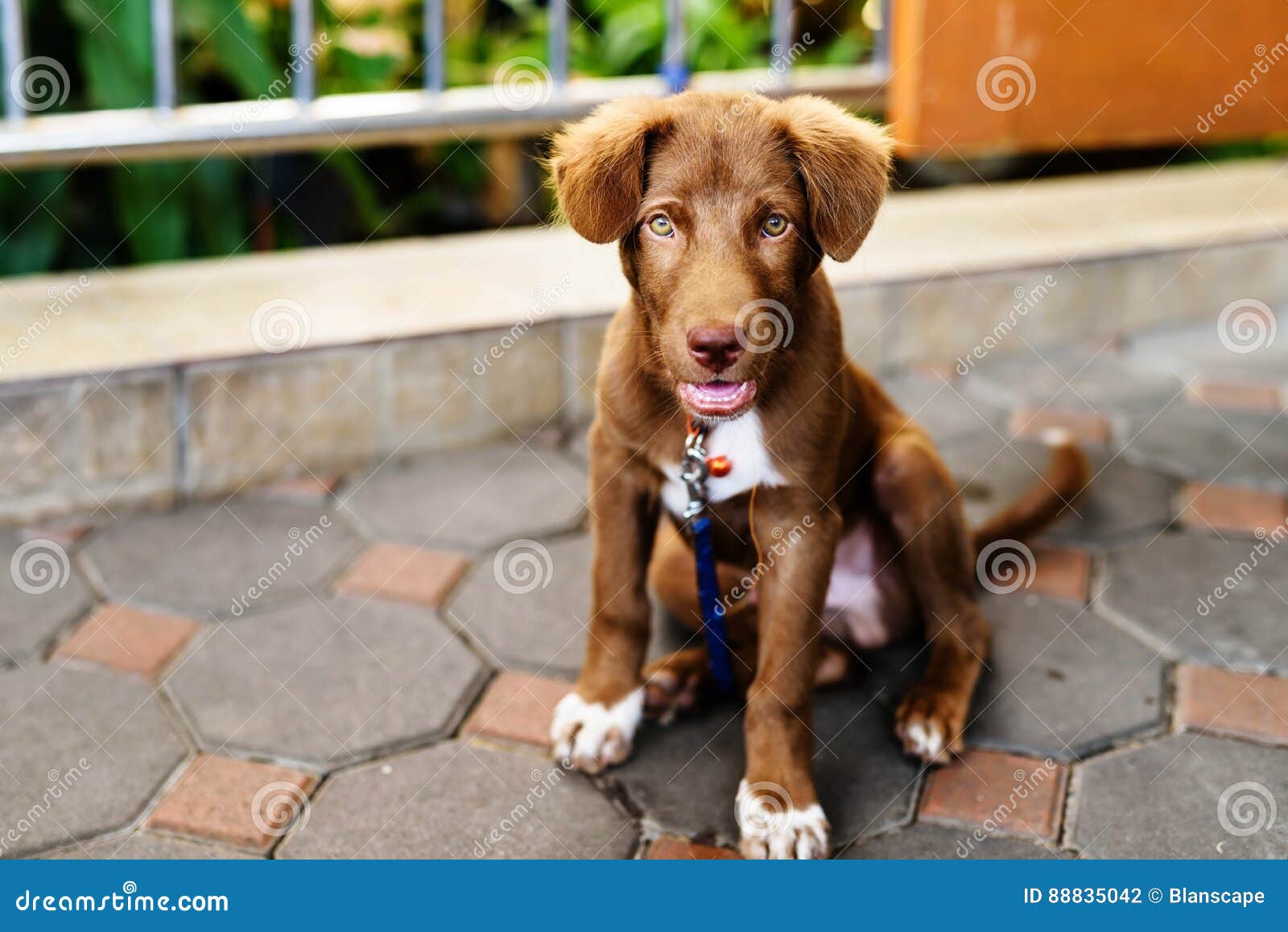 Perro De Perrito Encadenado Foto de archivo - Imagen de divertido ...