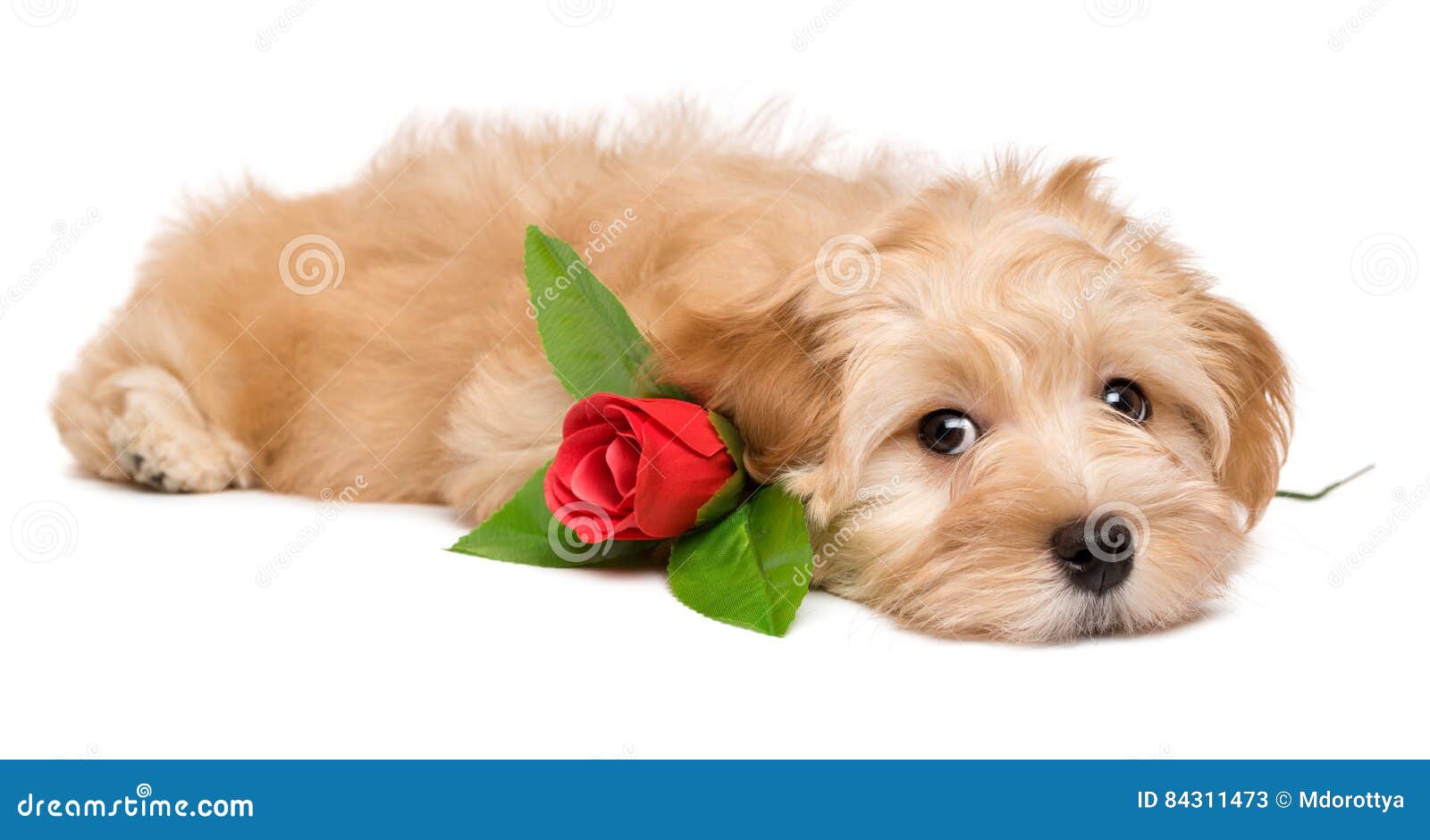 Perro De Perrito Havanese Lindo Que Miente Con Una Rosa Roja Imagen de ...