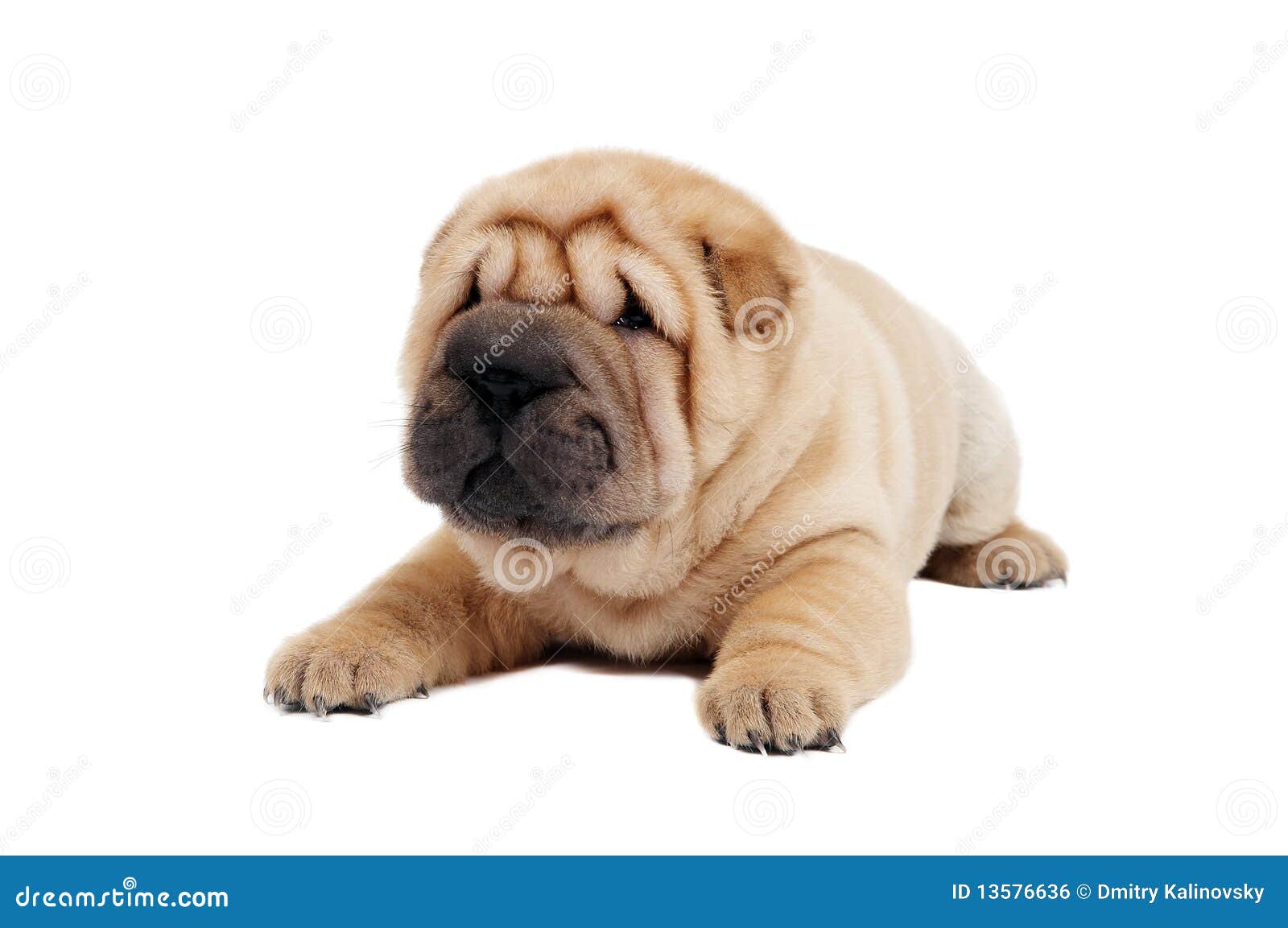 Perro De Perrito Joven Del Sharpei Foto de archivo - Imagen de edad ...