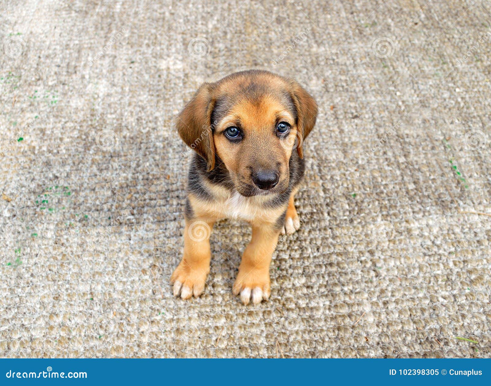 Perro de perrito lindo imagen de archivo. Imagen de perro - 102398305