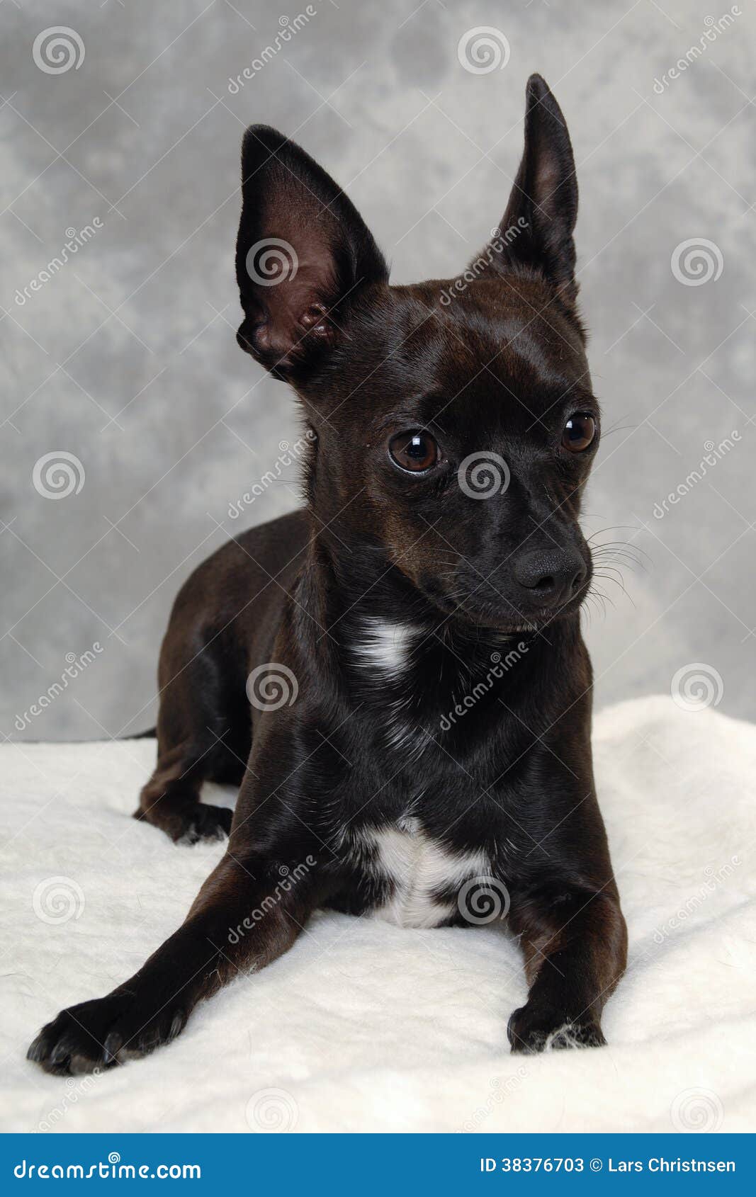 Perro de perrito negro imagen de archivo. Imagen de amigo - 38376703