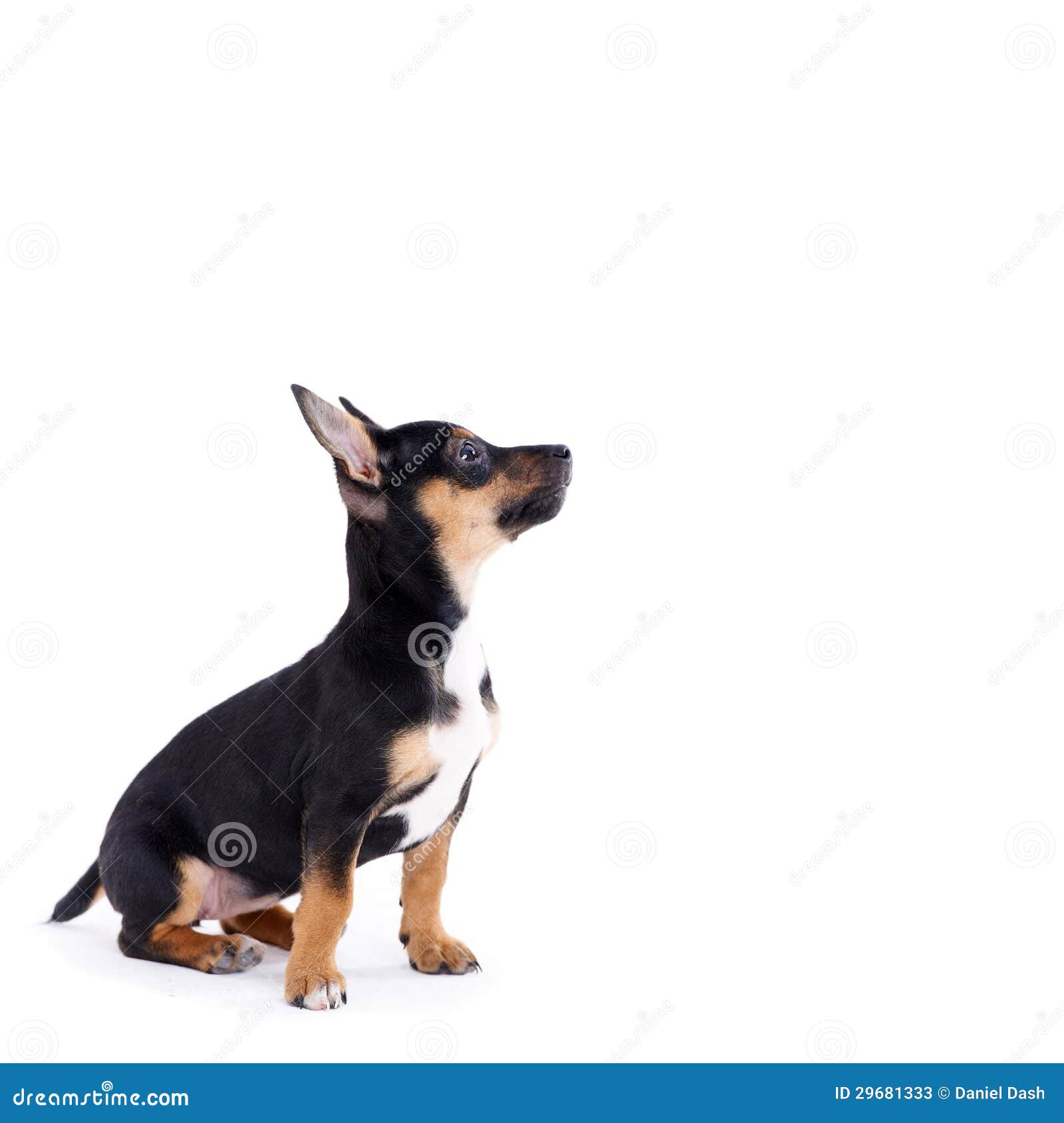 Perro De Perrito Negro Joven De La Capa Aislado En Blanco Imagen de ...