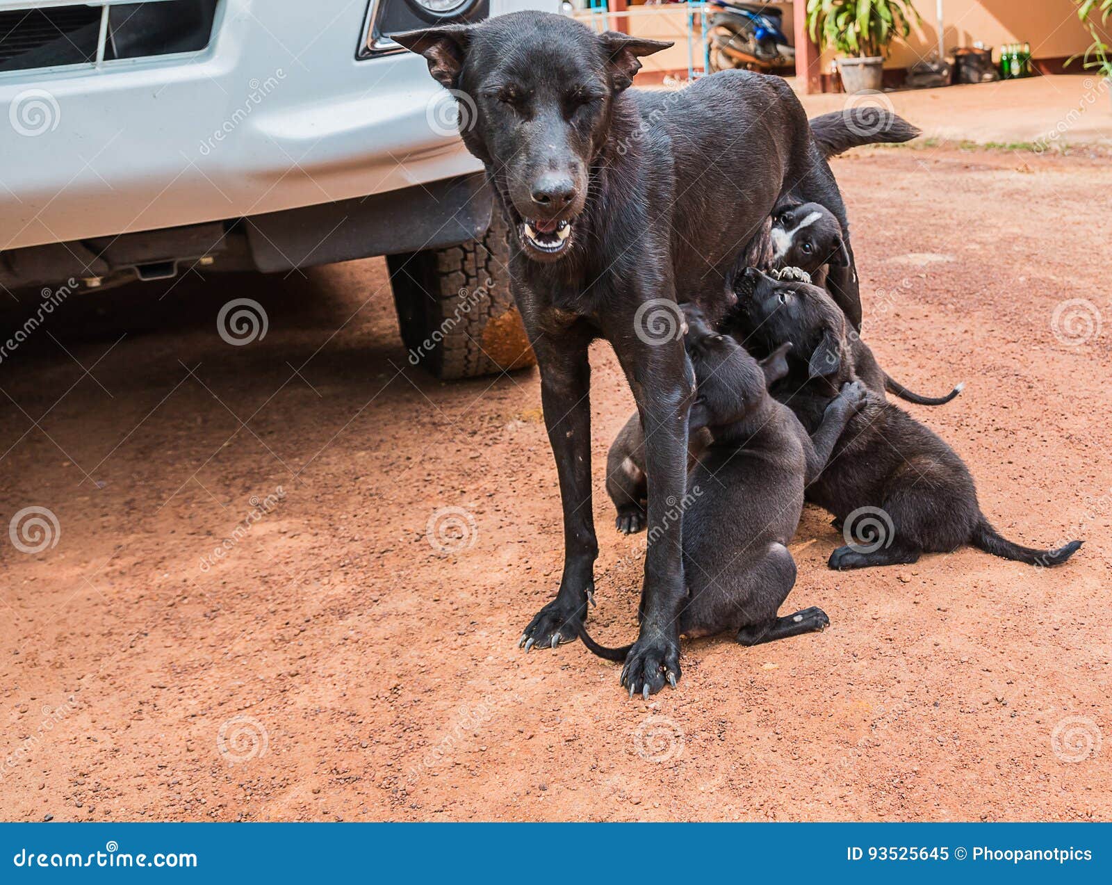 Perro De Perrito Que Come La Leche Materna Imagen de archivo - Imagen ...