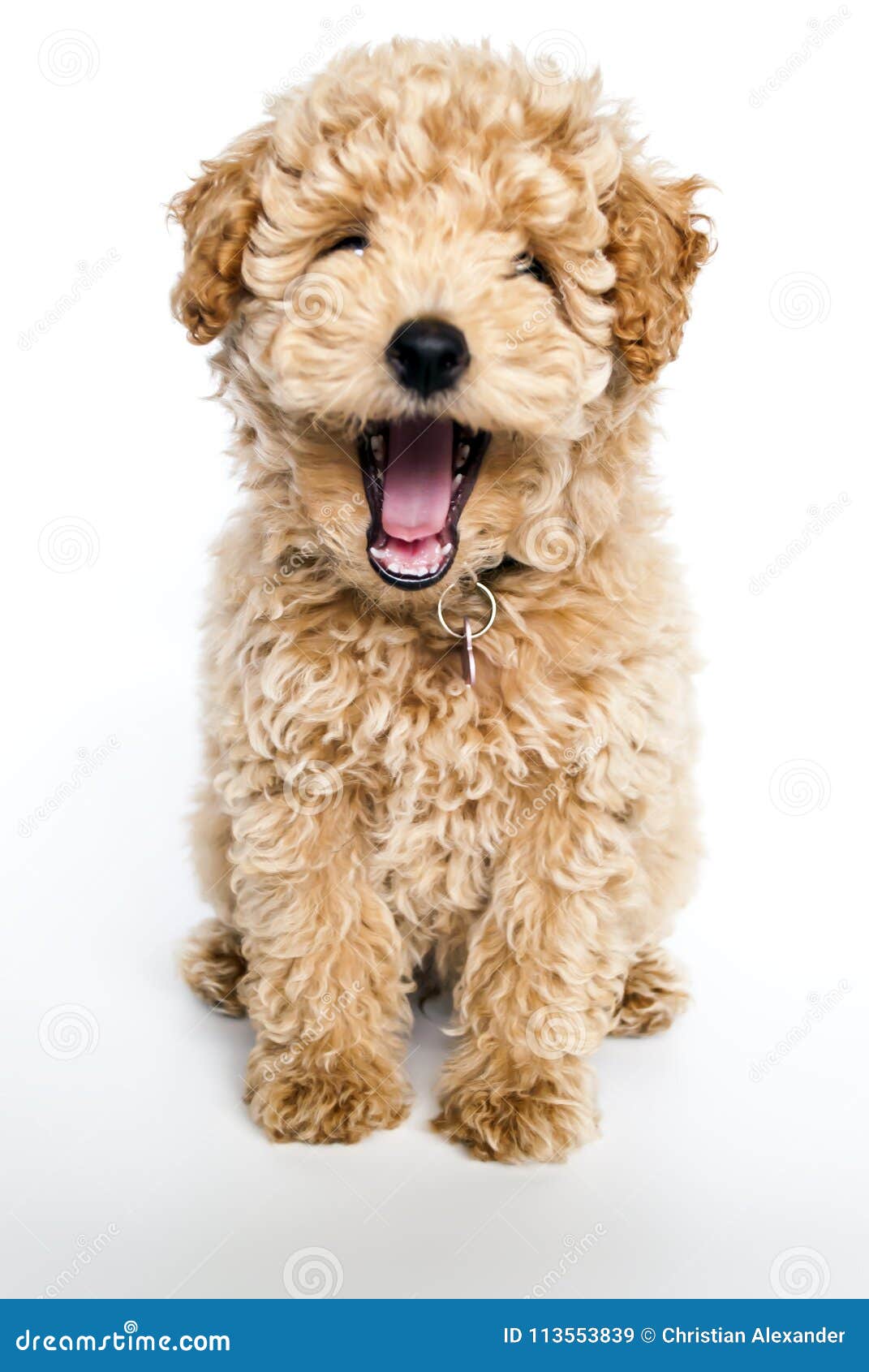 Perro De Perrito De Risa Del Moodle Imagen de archivo - Imagen de café ...