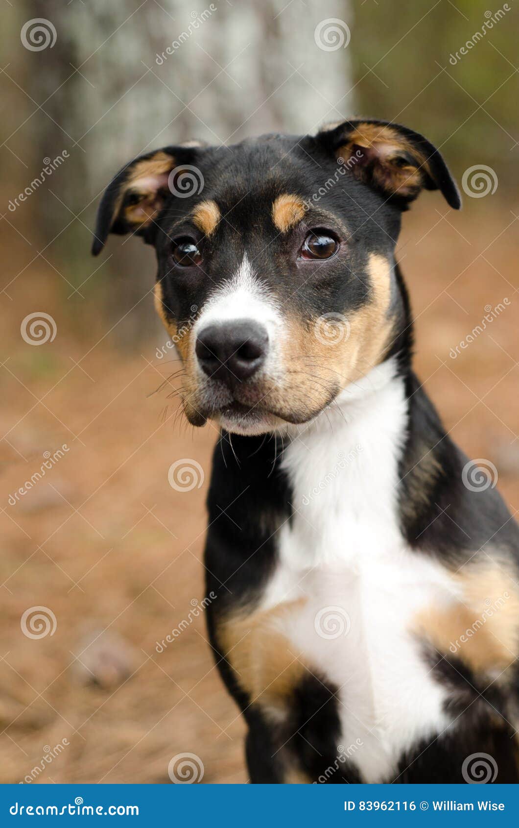 Perro de perrito tricolor foto de archivo. Imagen de mirlo - 83962116