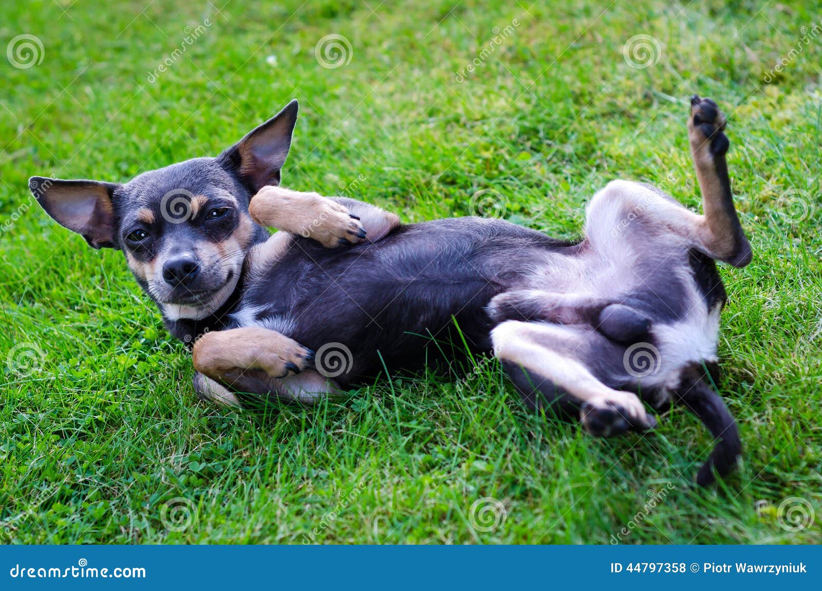 Perro De Pincher En La Hierba Foto de archivo - Imagen de mascota ...