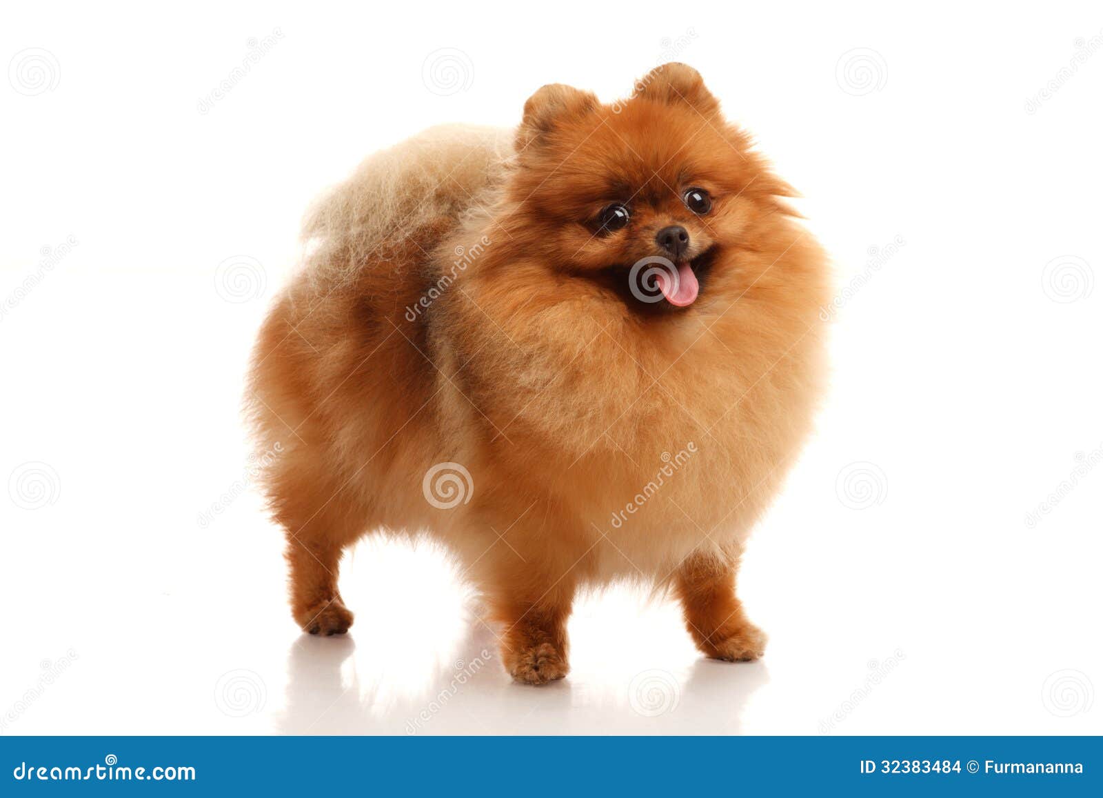 Perro De Pomerania De Pomeranian Foto de archivo - Imagen de estudio ...