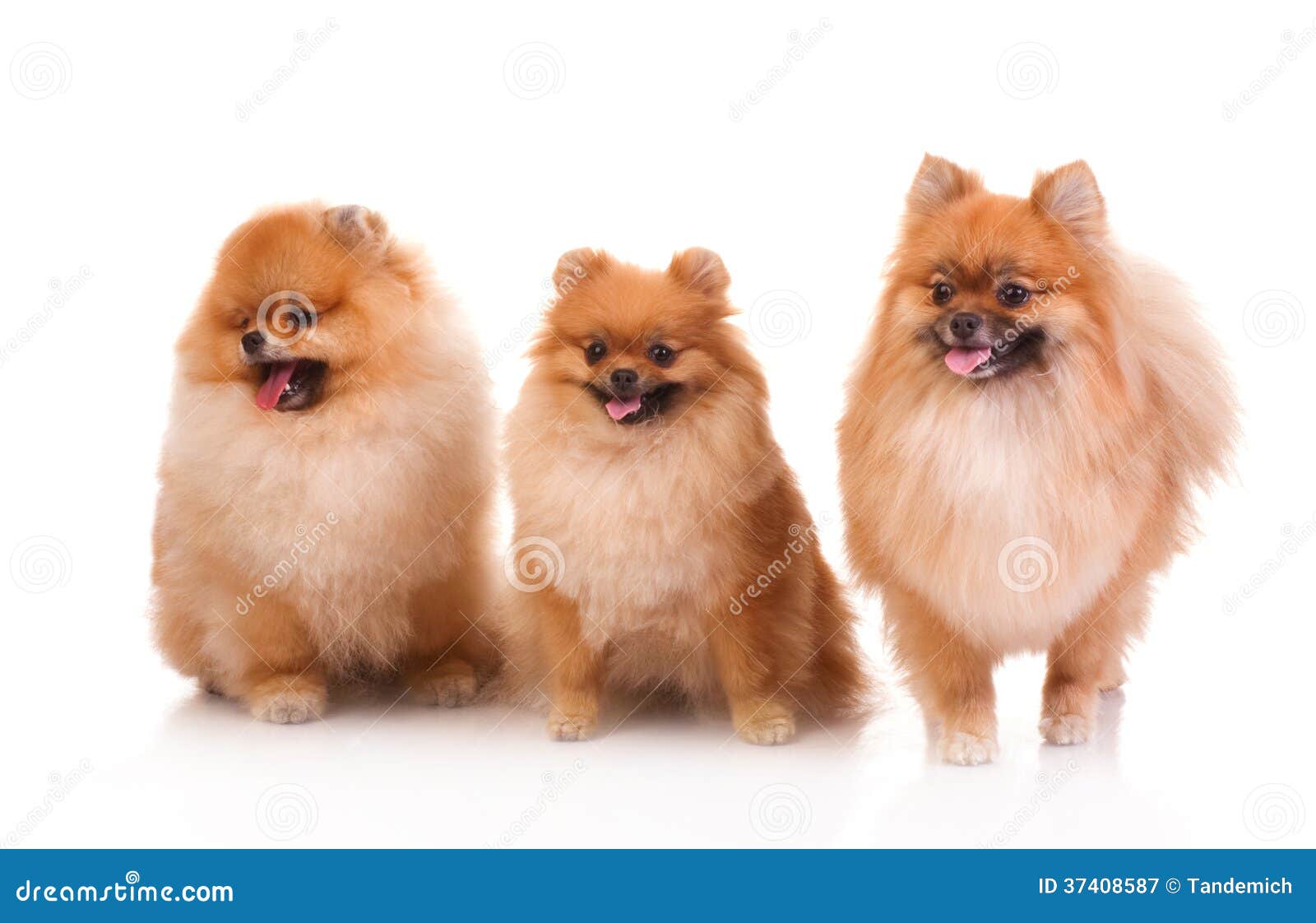 Perro De Pomerania, Perro De Pomeranian Imagen de archivo - Imagen de ...