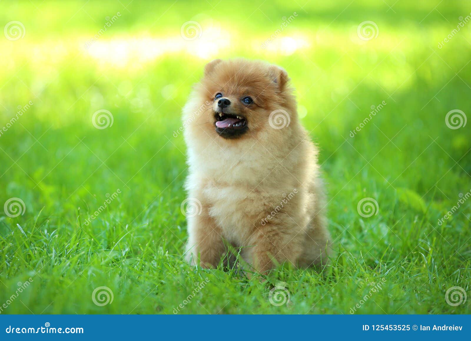 Perro de Pomeranian imagen de archivo. Imagen de peludo - 125453525