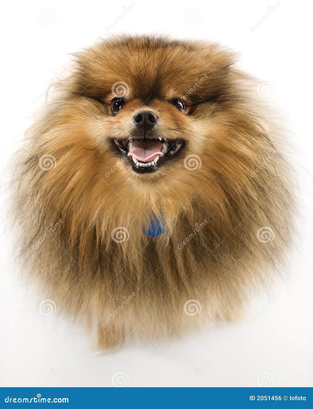 Perro de Pomeranian. foto de archivo. Imagen de color - 2051456