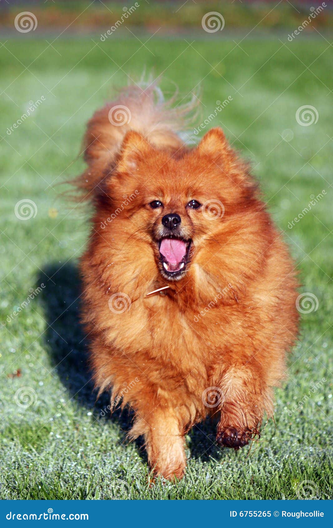 Perro de Pomeranian imagen de archivo. Imagen de mascotas - 6755265