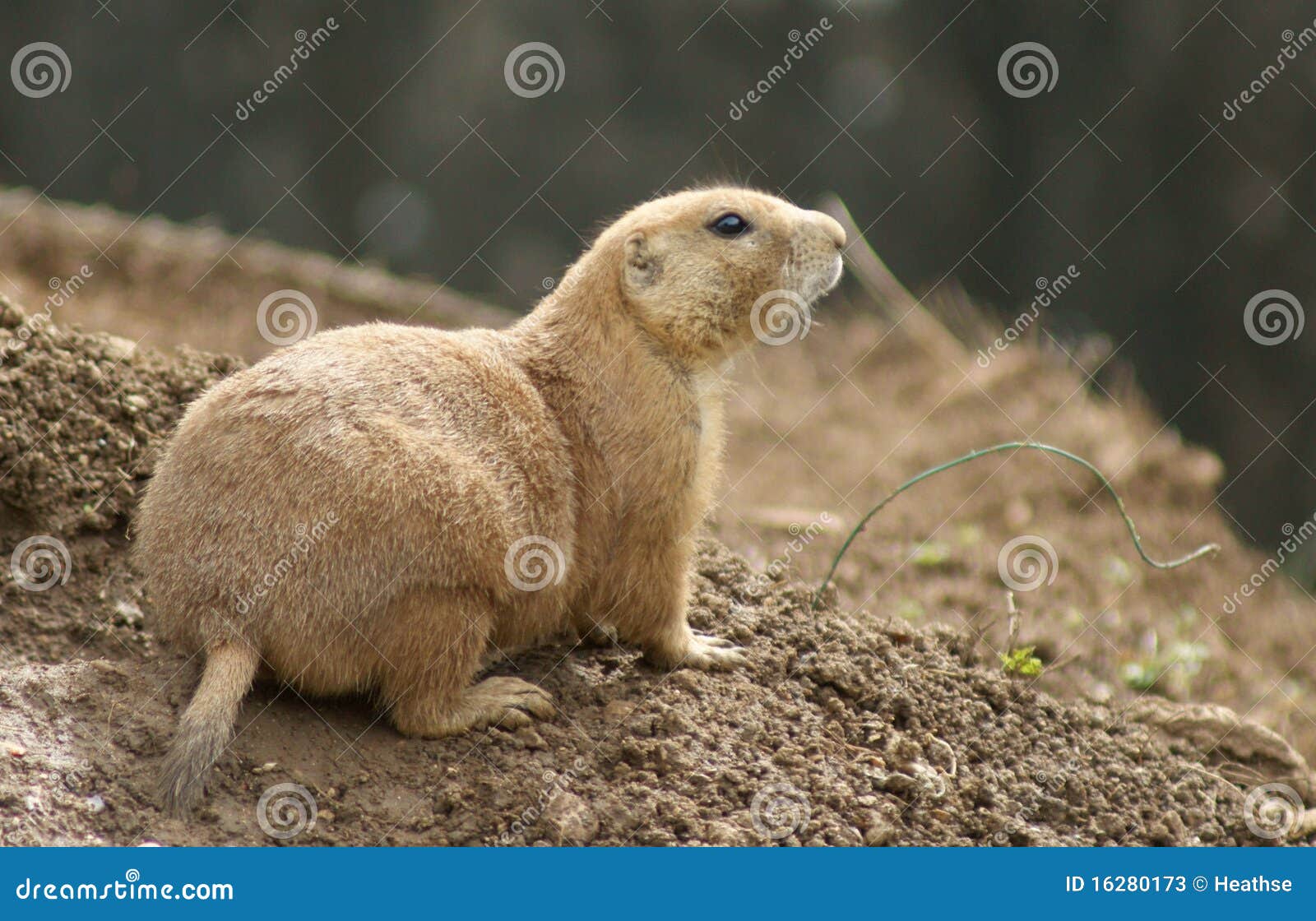 Perro de pradera imagen de archivo. Imagen de perro, inquisitivo - 16280173
