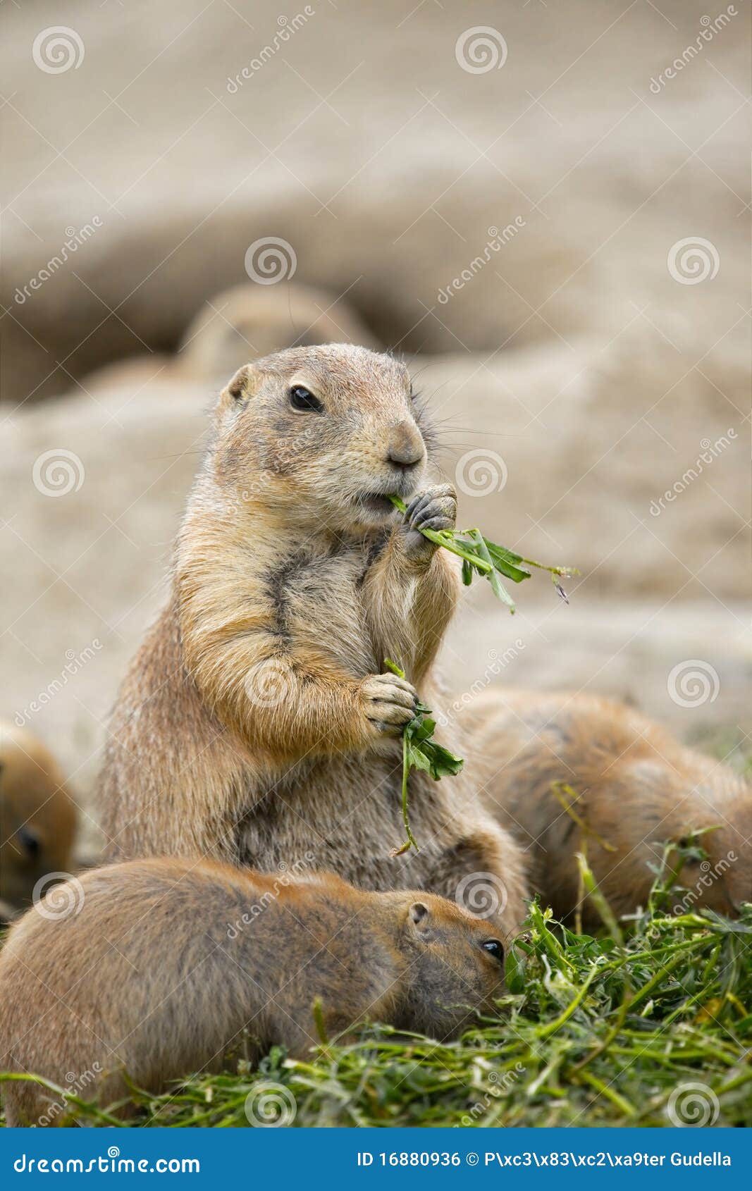 Perro de pradera foto de archivo. Imagen de peludo, social - 16880936