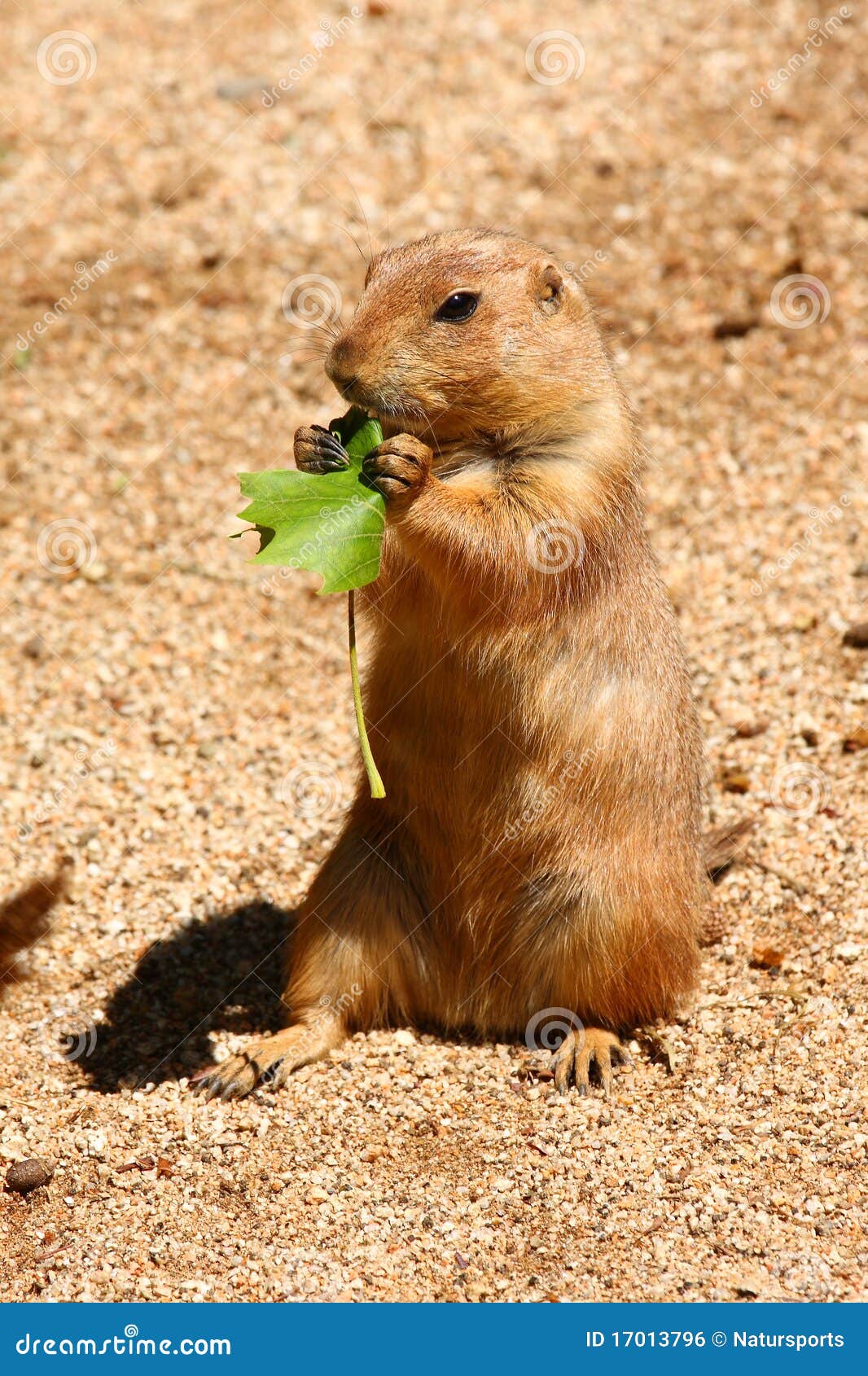 Perro de pradera foto de archivo. Imagen de hoja, perro - 17013796