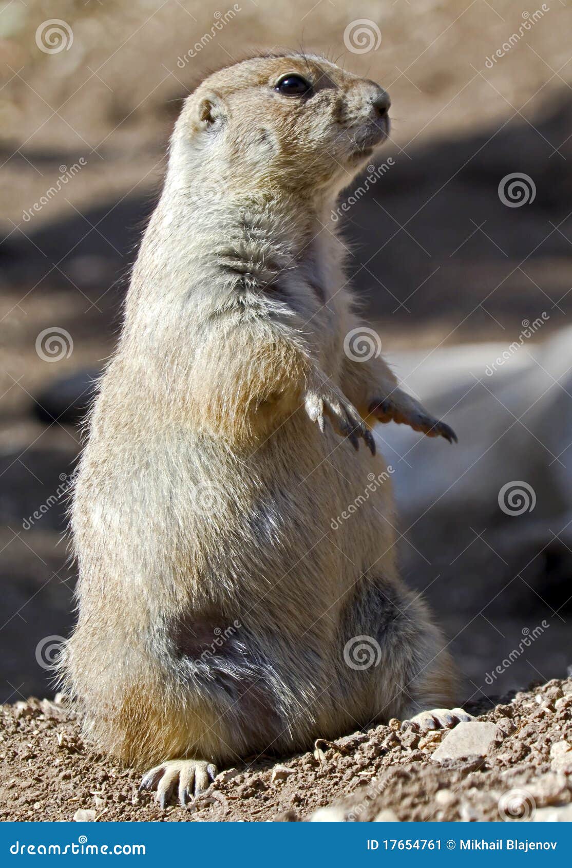 Perro de pradera 3 imagen de archivo. Imagen de prudente - 17654761