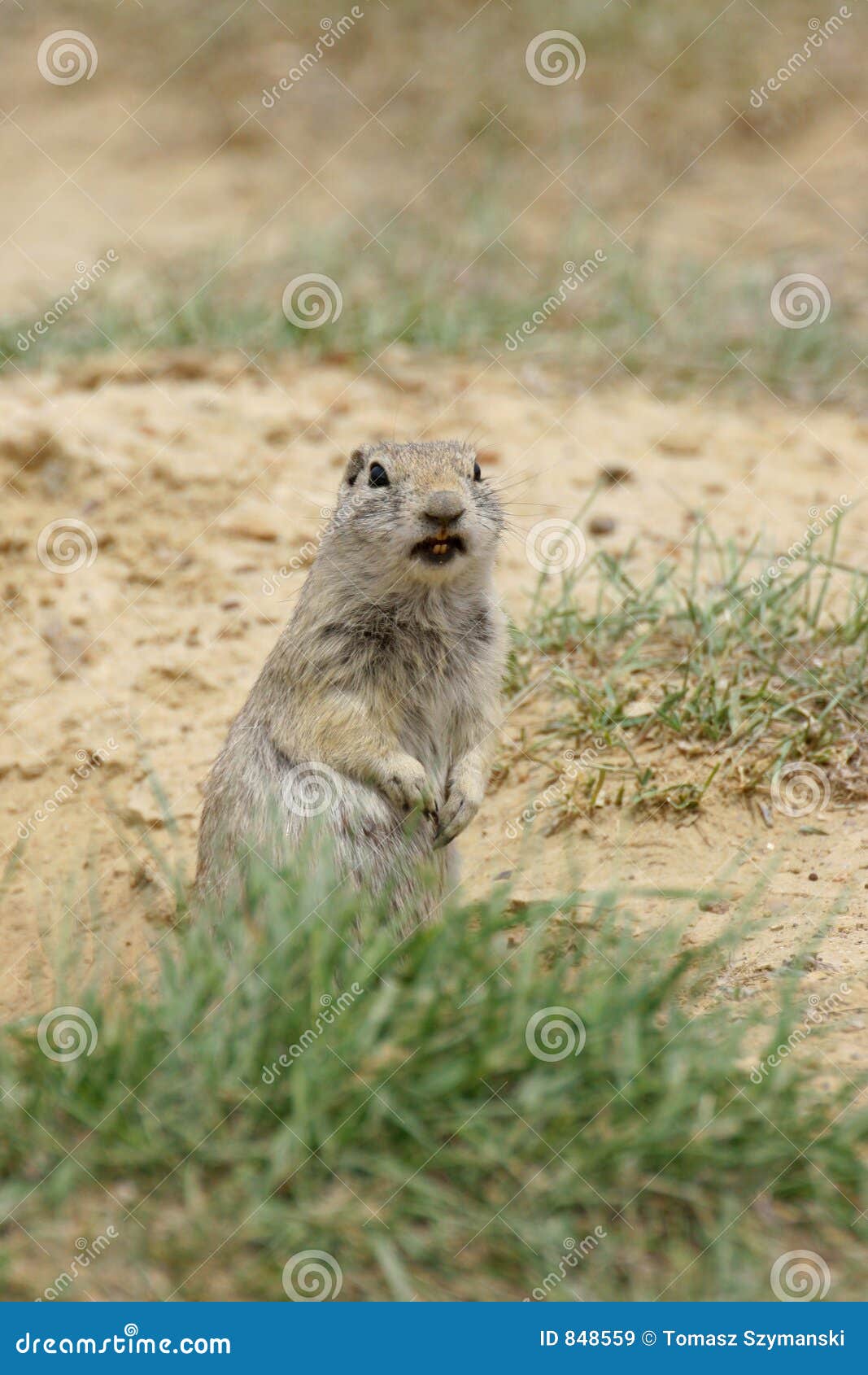 Perro de pradera imagen de archivo. Imagen de pradera, norte - 848559