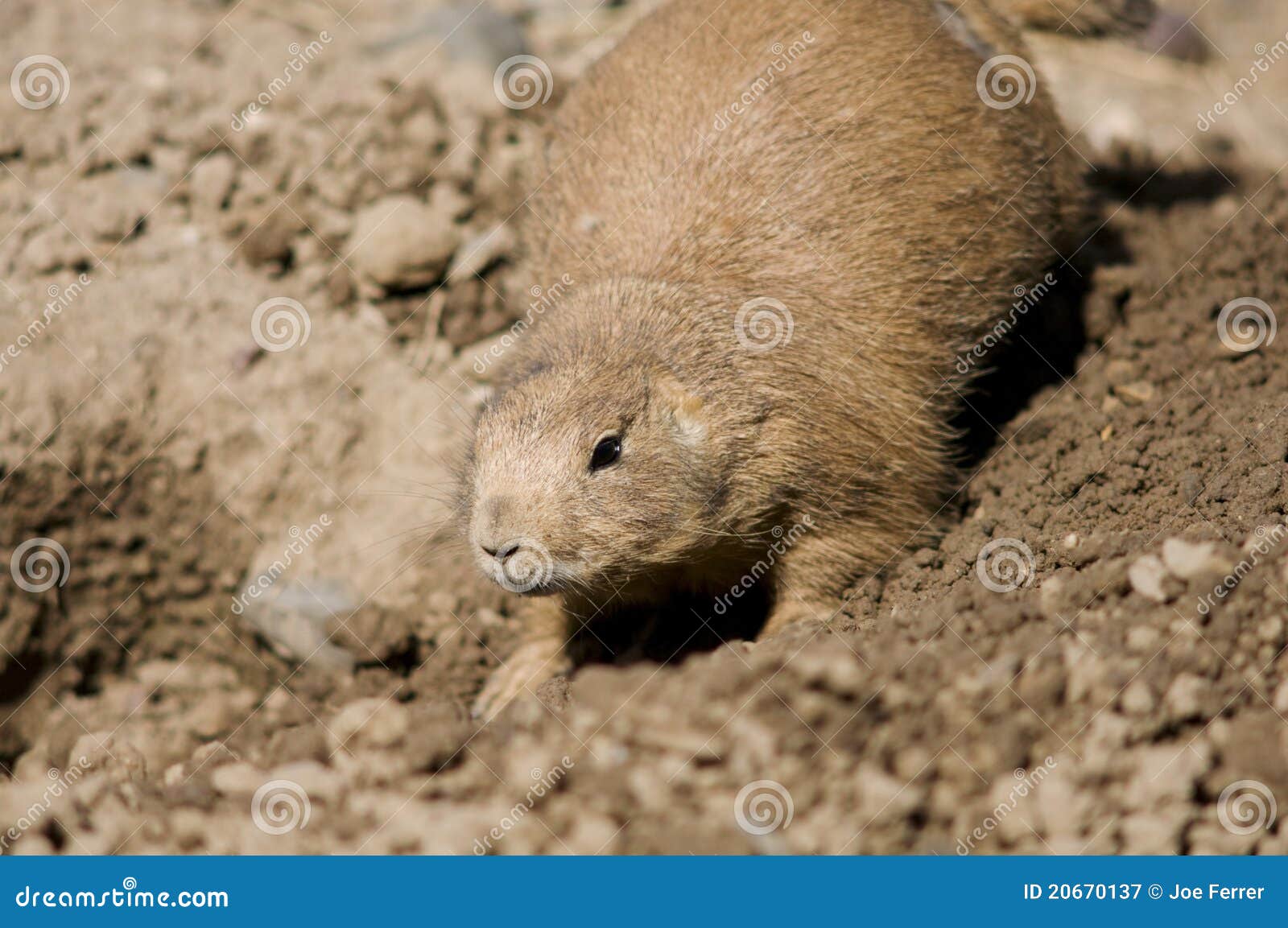 Perro De Pradera En La Madriguera Imagen de archivo - Imagen de habitat ...