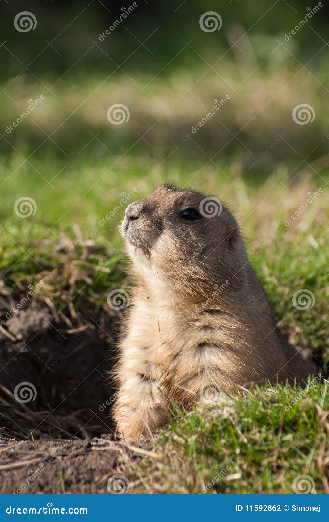 Perro De Pradera Que Mira Alrededor Foto de archivo - Imagen de tierra ...