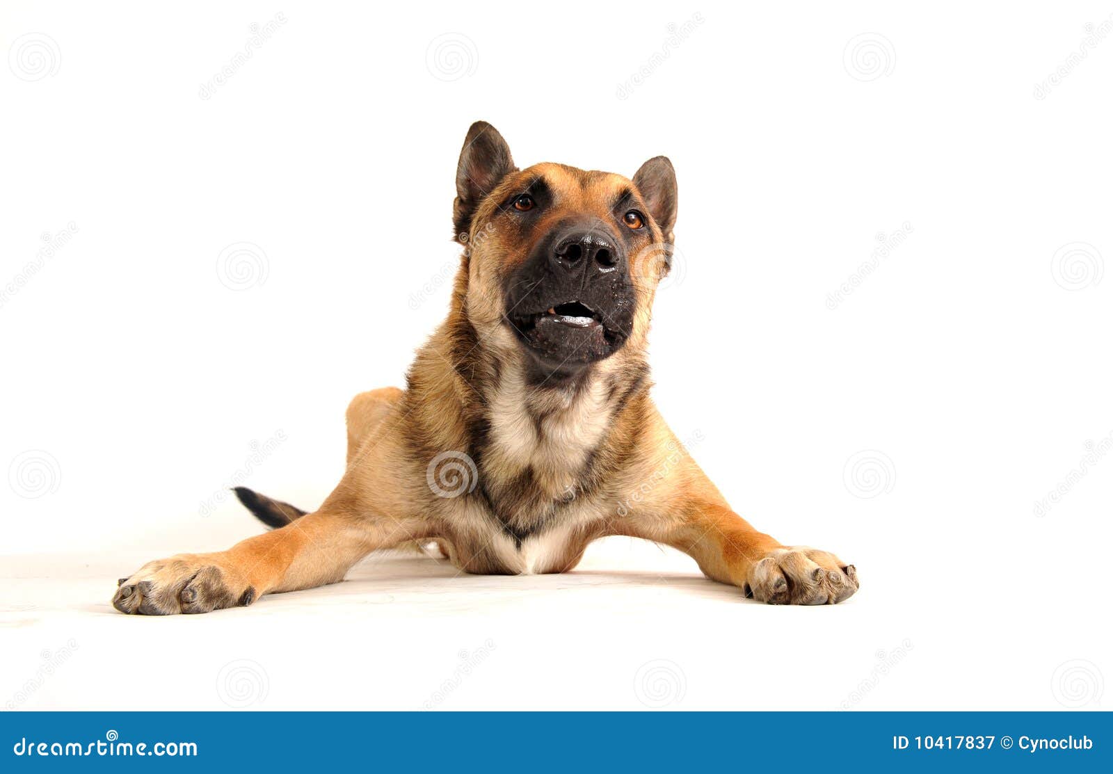 Perro de protector imagen de archivo. Imagen de grande - 10417837