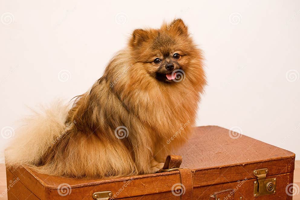 Perro De Protector Pomeranian Foto de archivo - Imagen de perezoso ...