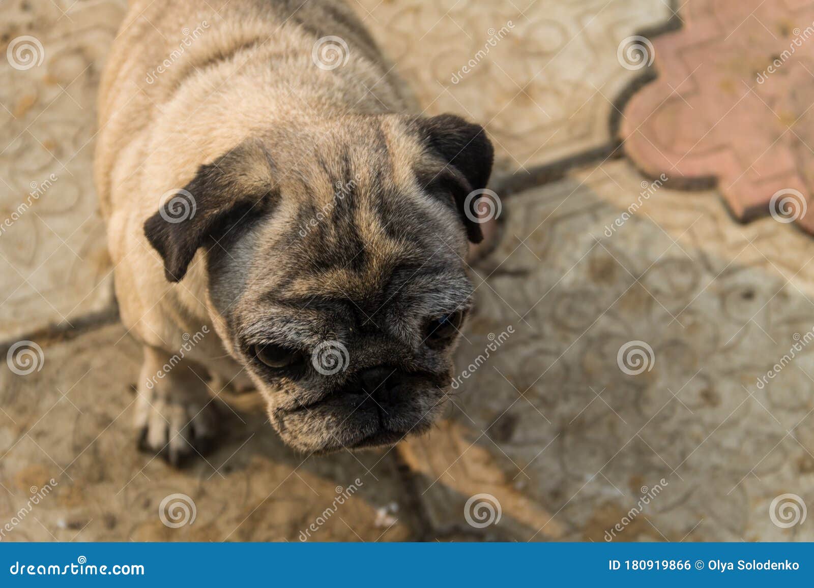 Perro De Pug Sentado En La Acera Foto de archivo - Imagen de ciudad ...