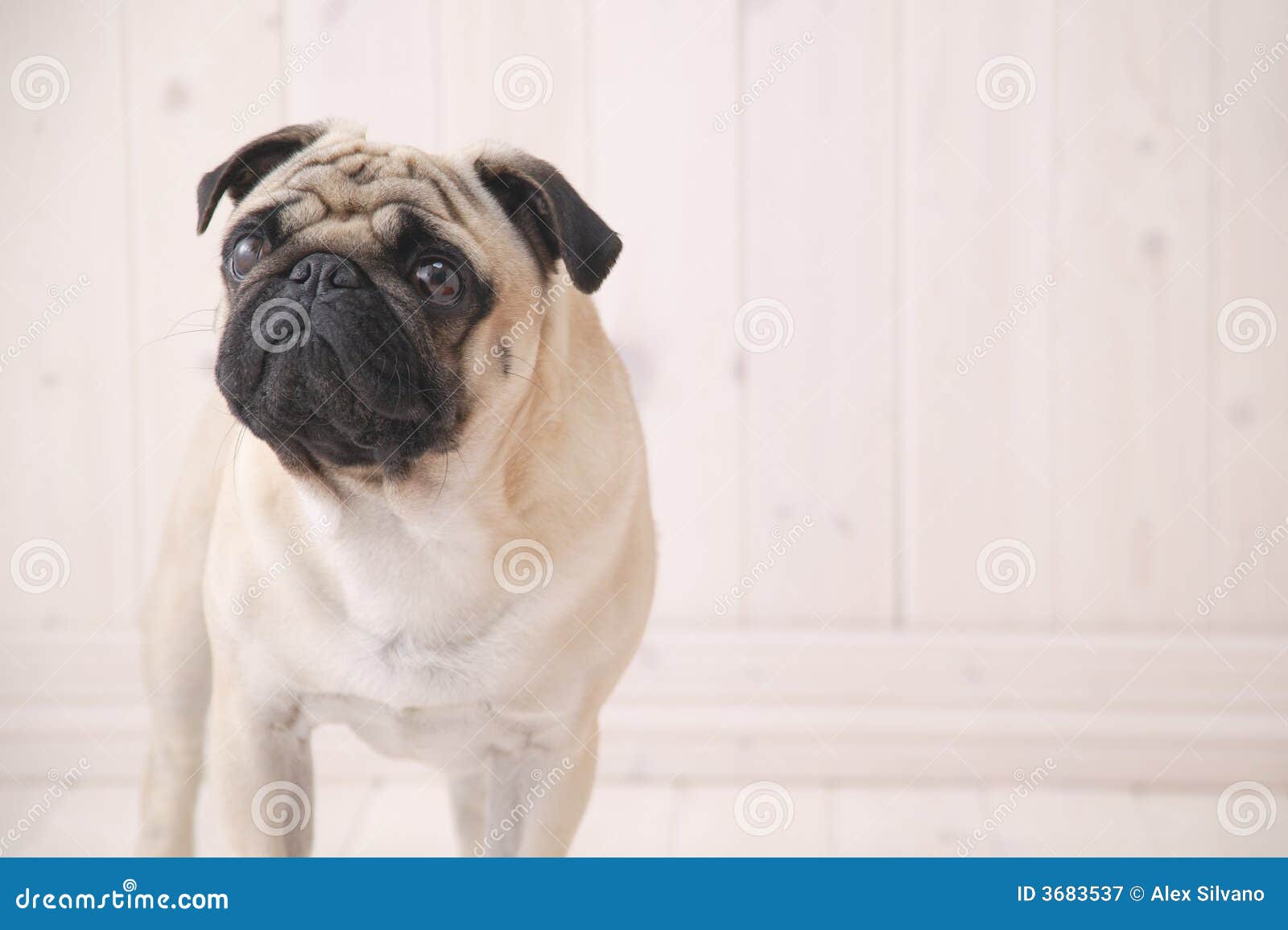 Perro De Puggy Dentro De La Casa Imagen de archivo - Imagen de blanco ...