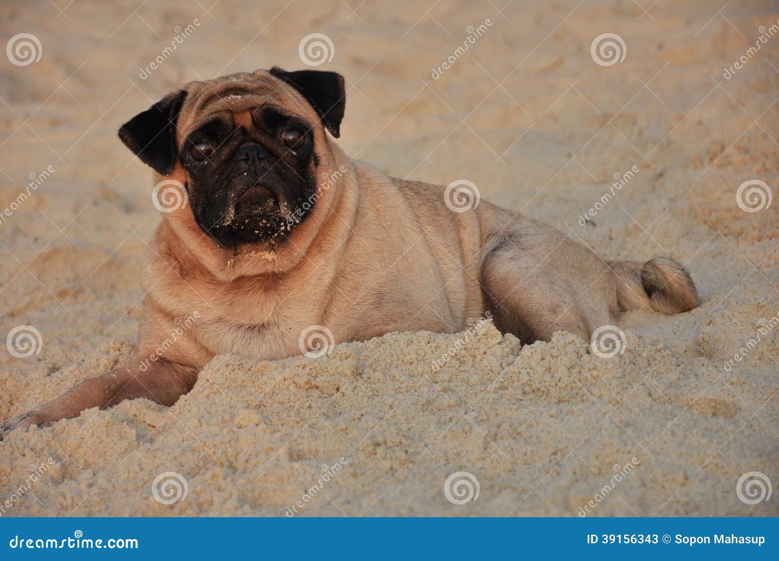 Perro de Puk imagen de archivo. Imagen de cara, lindo - 39156343