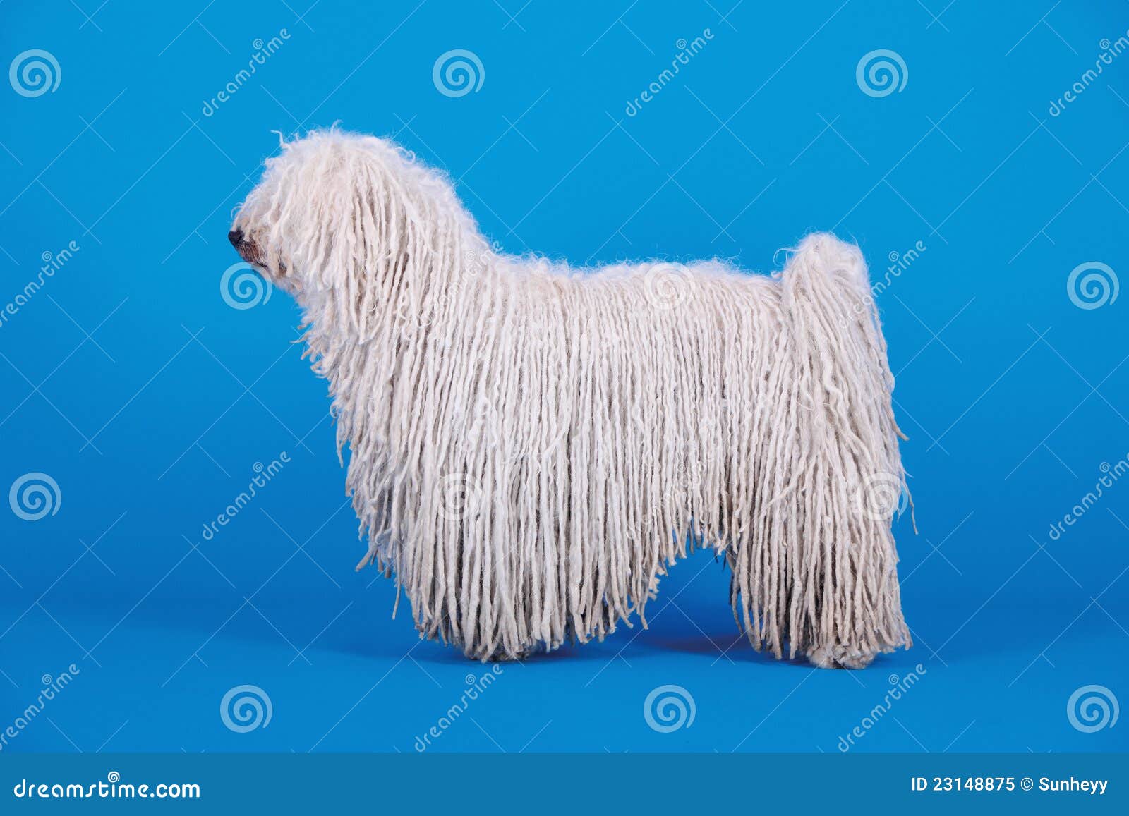 Perro de Puli imagen de archivo. Imagen de frondoso, animal - 23148875