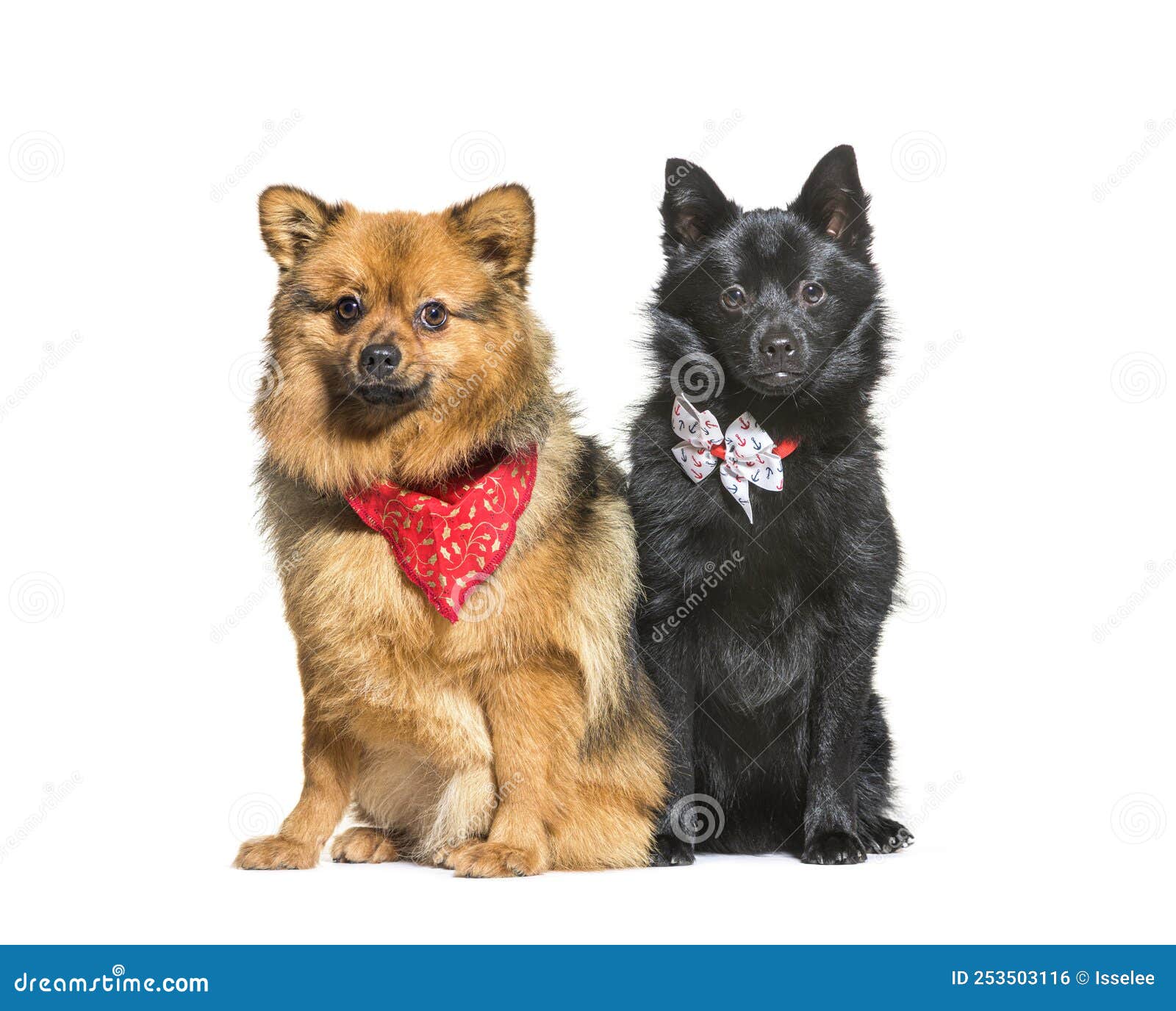 Perro De Raza Cruzada Con Un Collar Sentado Aislado Foto de archivo ...