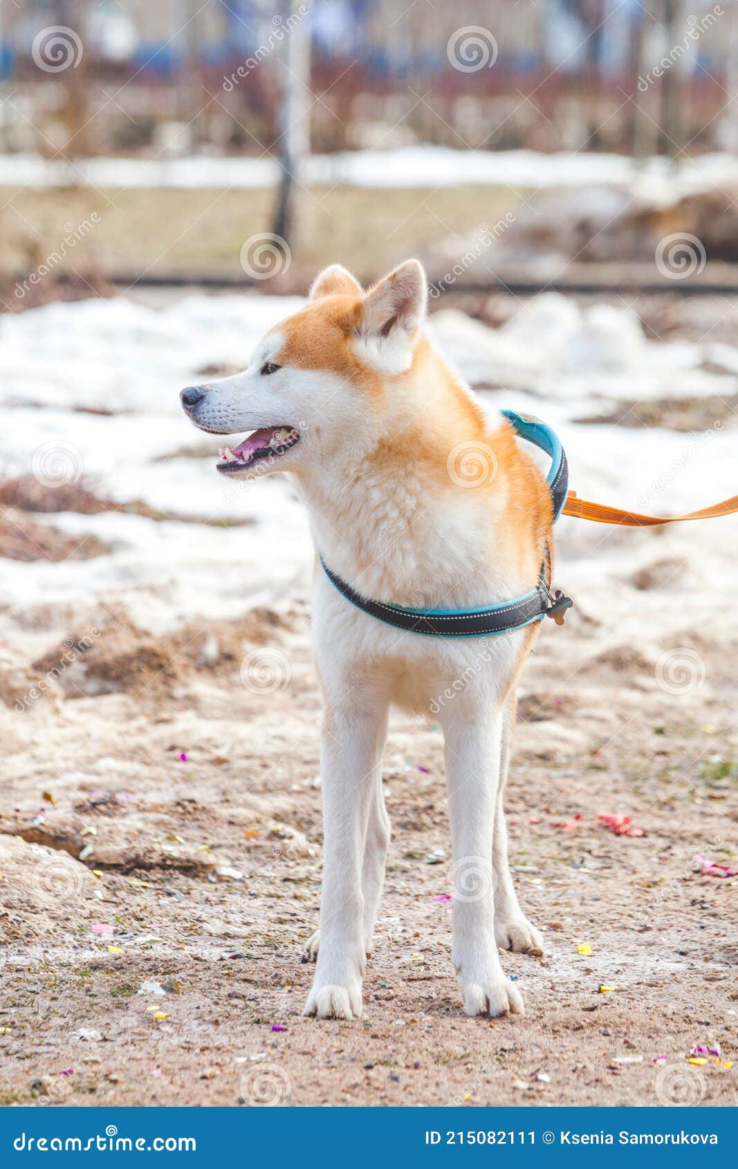 Perro De Raza Japonesa Akita Inu Imagen de archivo - Imagen de animal ...