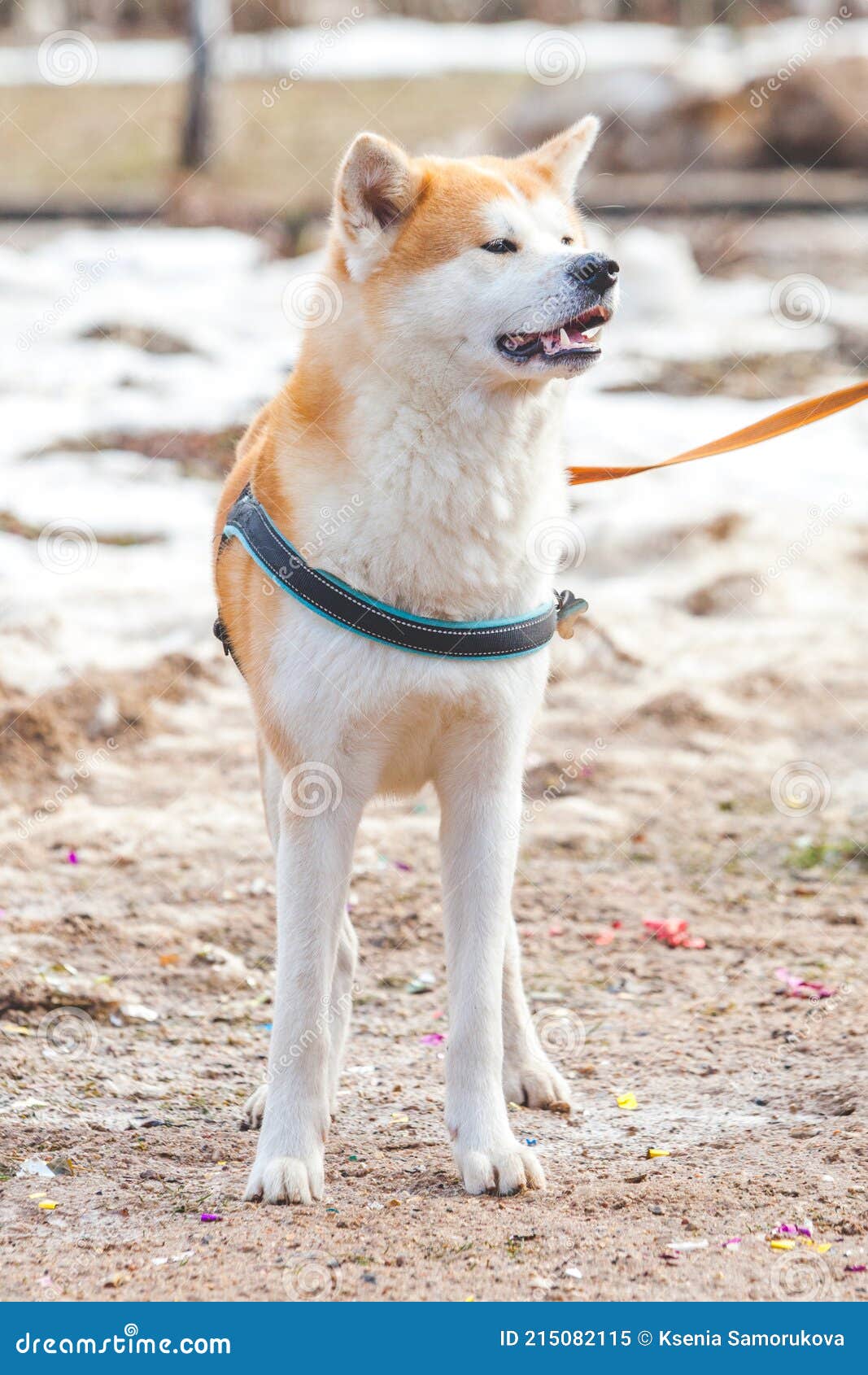 Perro De Raza Japonesa Akita Inu Imagen de archivo - Imagen de amigo ...