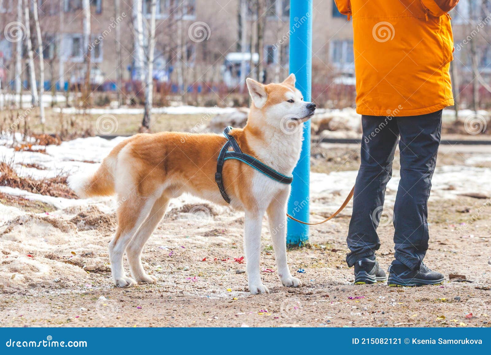 Perro De Raza Japonesa Akita Inu Imagen de archivo - Imagen de perrito ...